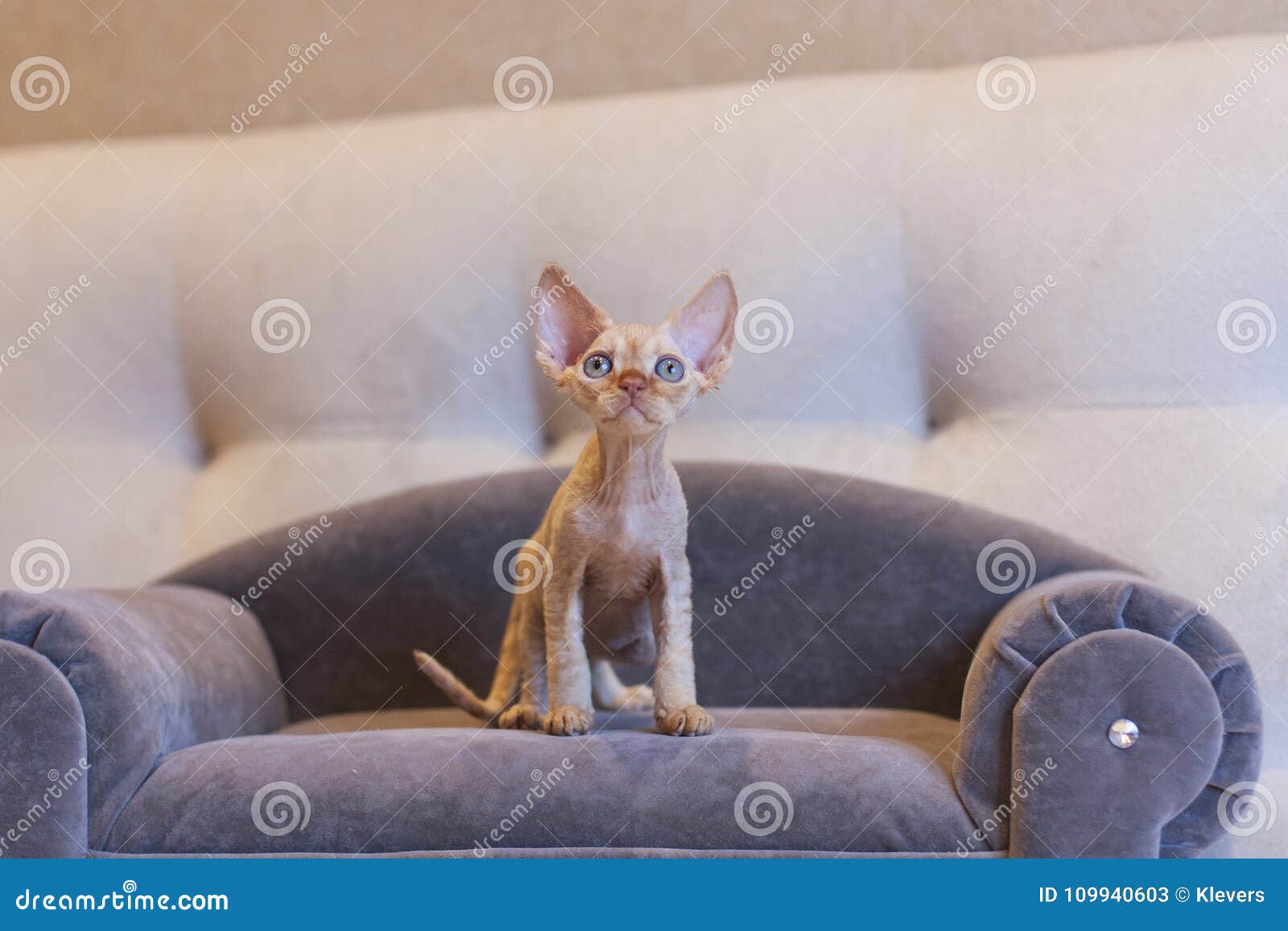 622 Blue Devon Rex Stock Photos - Free & Royalty-Free Stock Photos from ...