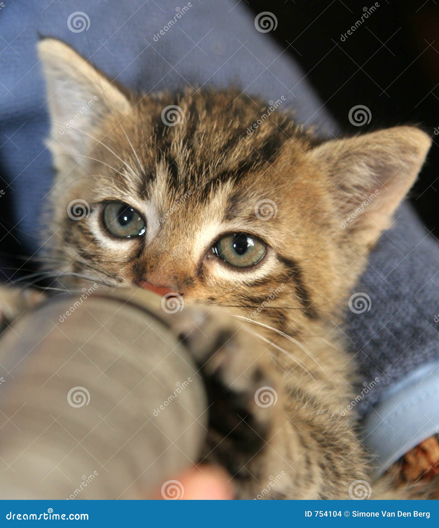 Little kitten drinking stock photo. Image of drink, pets - 754104