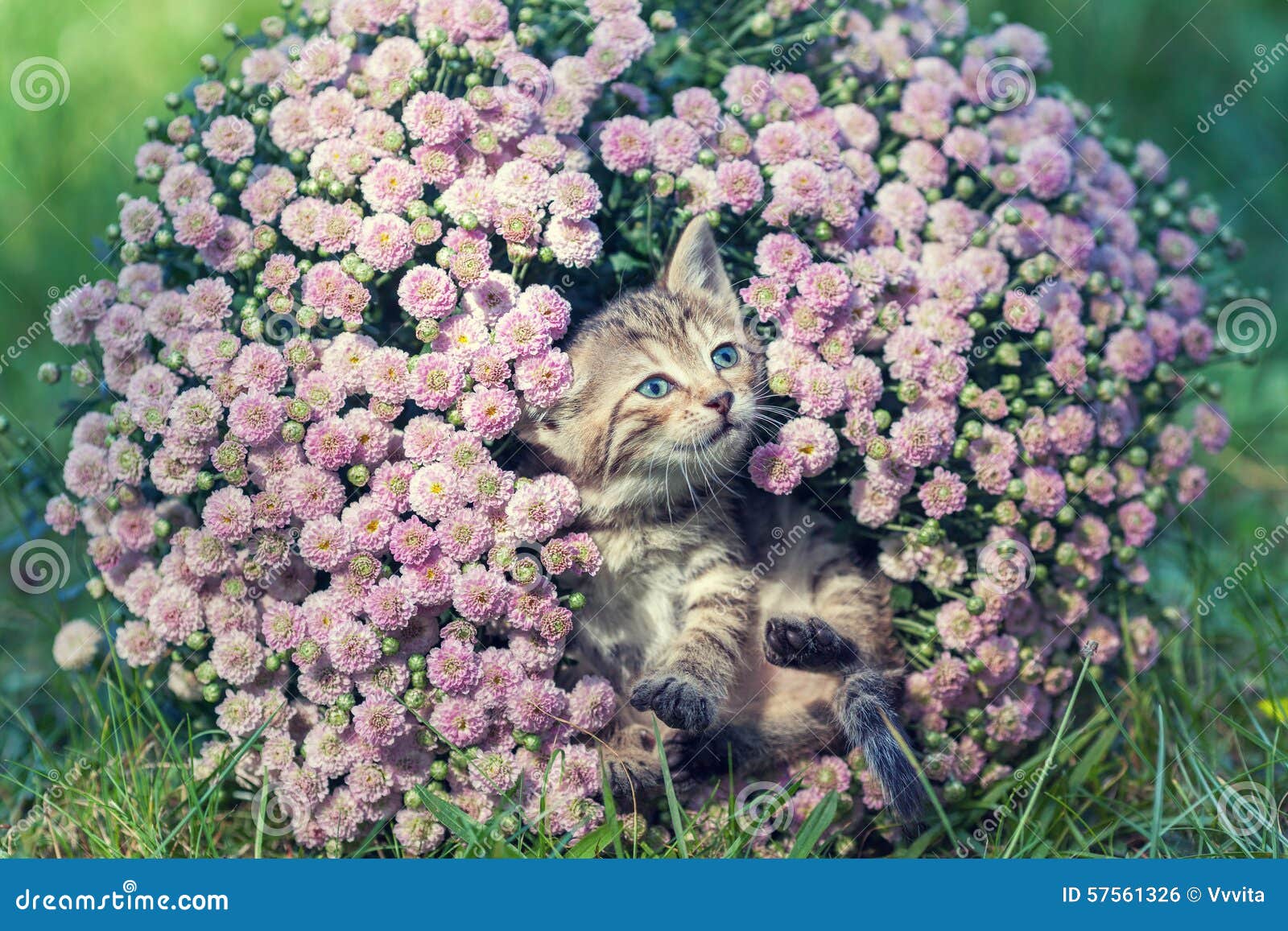 Little kitten in flowers stock photo. Image of flowers - 57561326