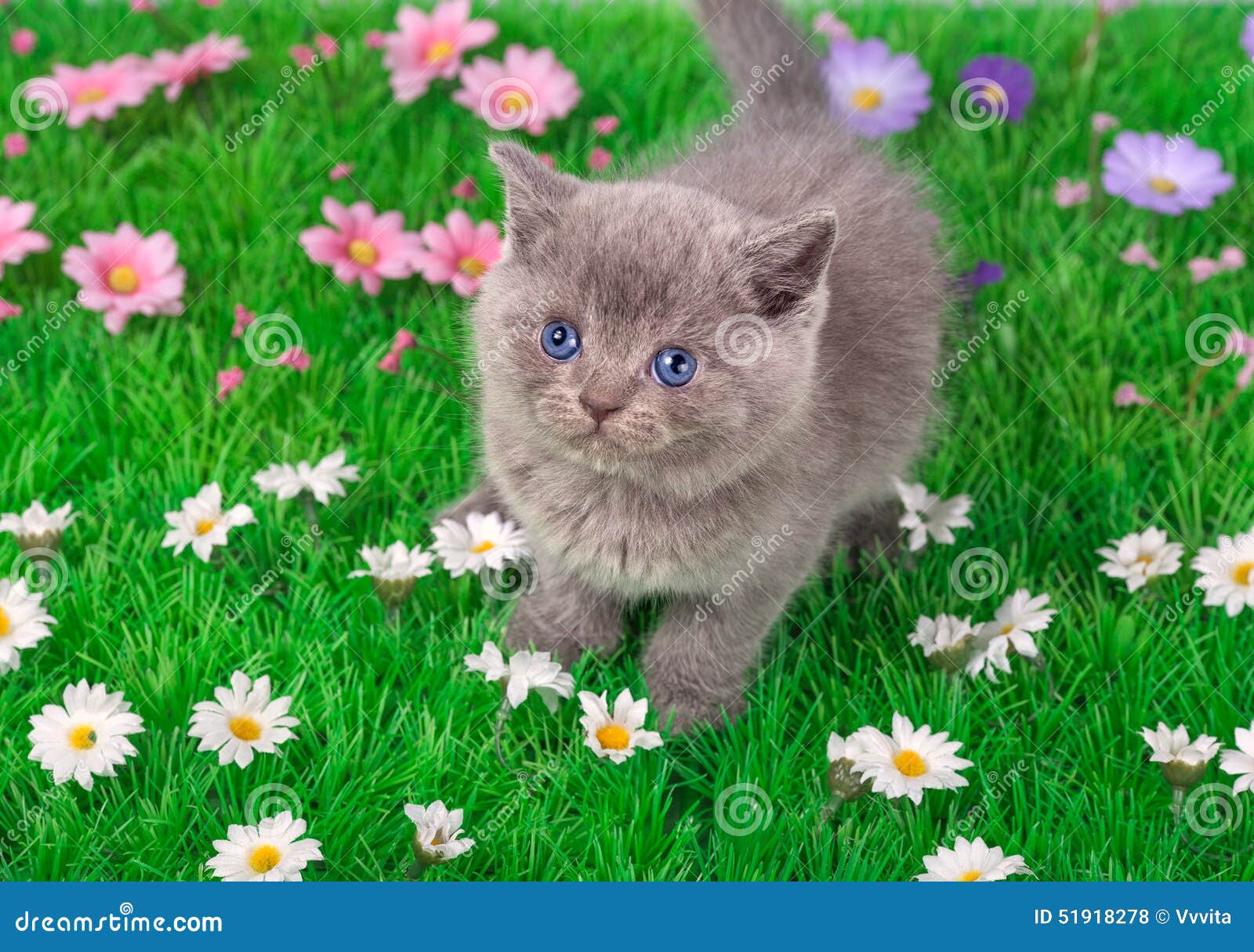 Little kitten in flowers stock photo. Image of kitten - 51918278