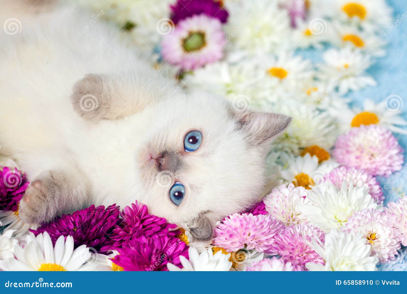 Little kitten with flowers stock photo. Image of little - 65858910