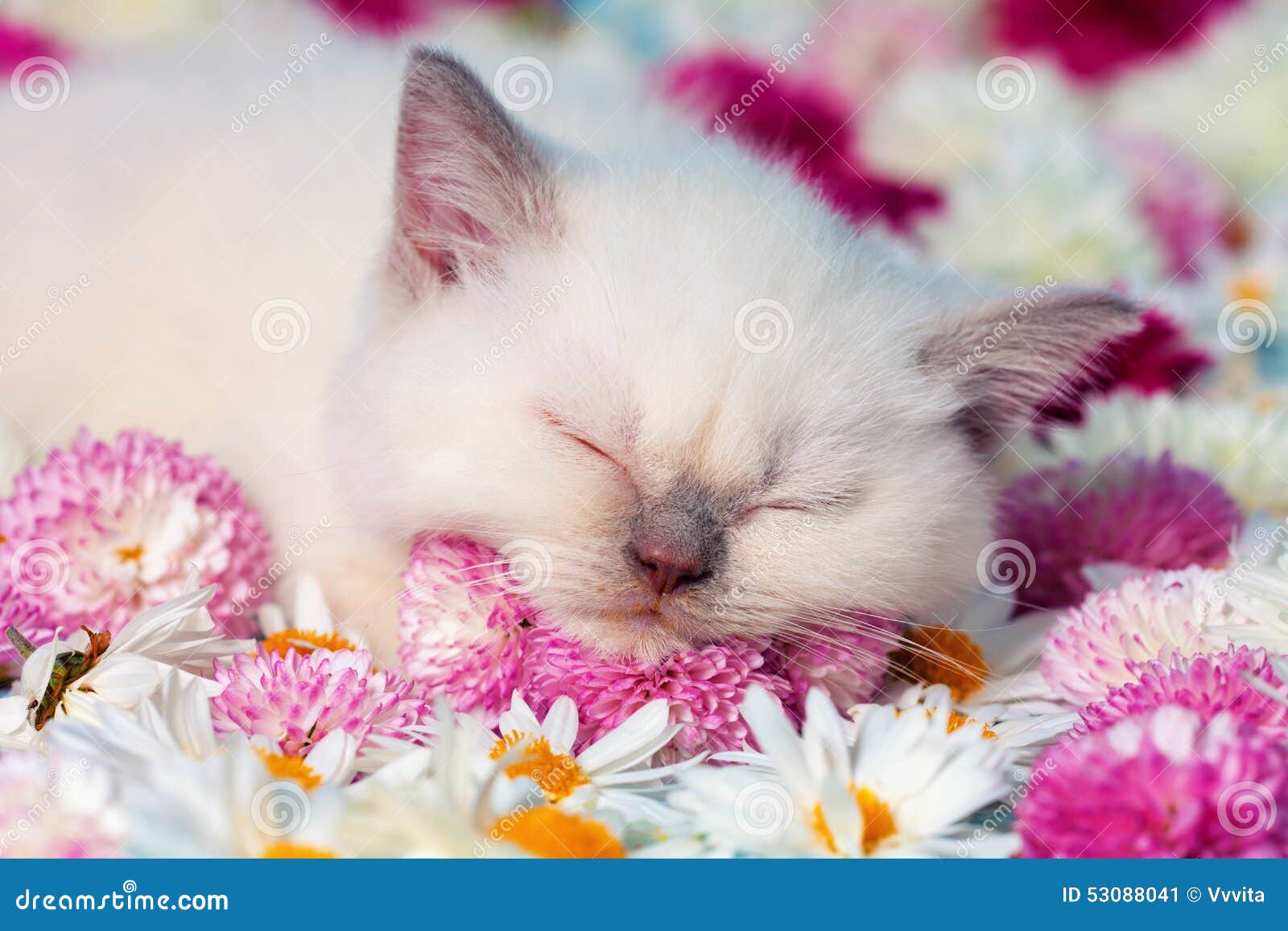 Little kitten in flowers stock image. Image of nature - 53088041