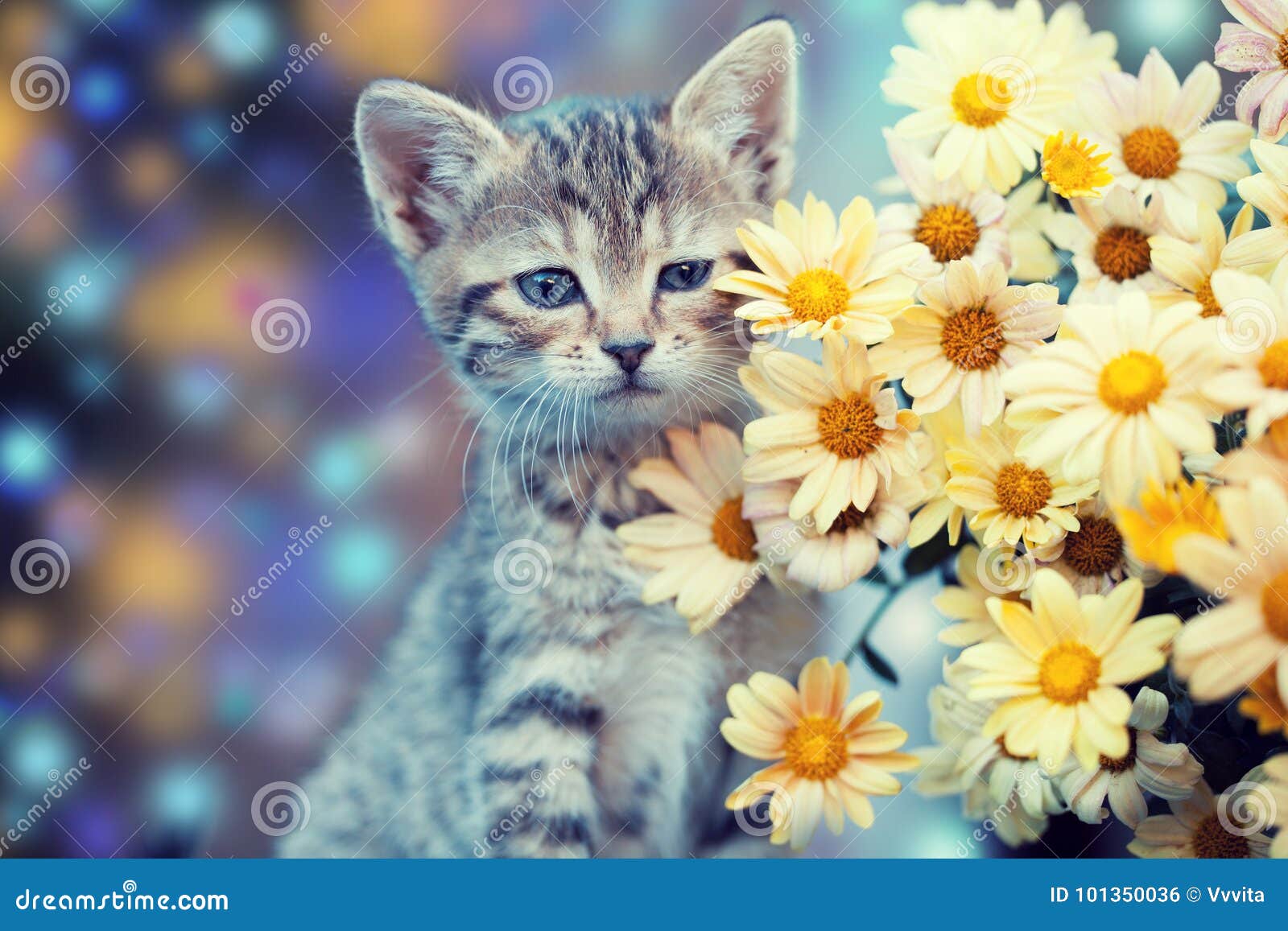Kitten with flowers stock photo. Image of card, field - 101350036