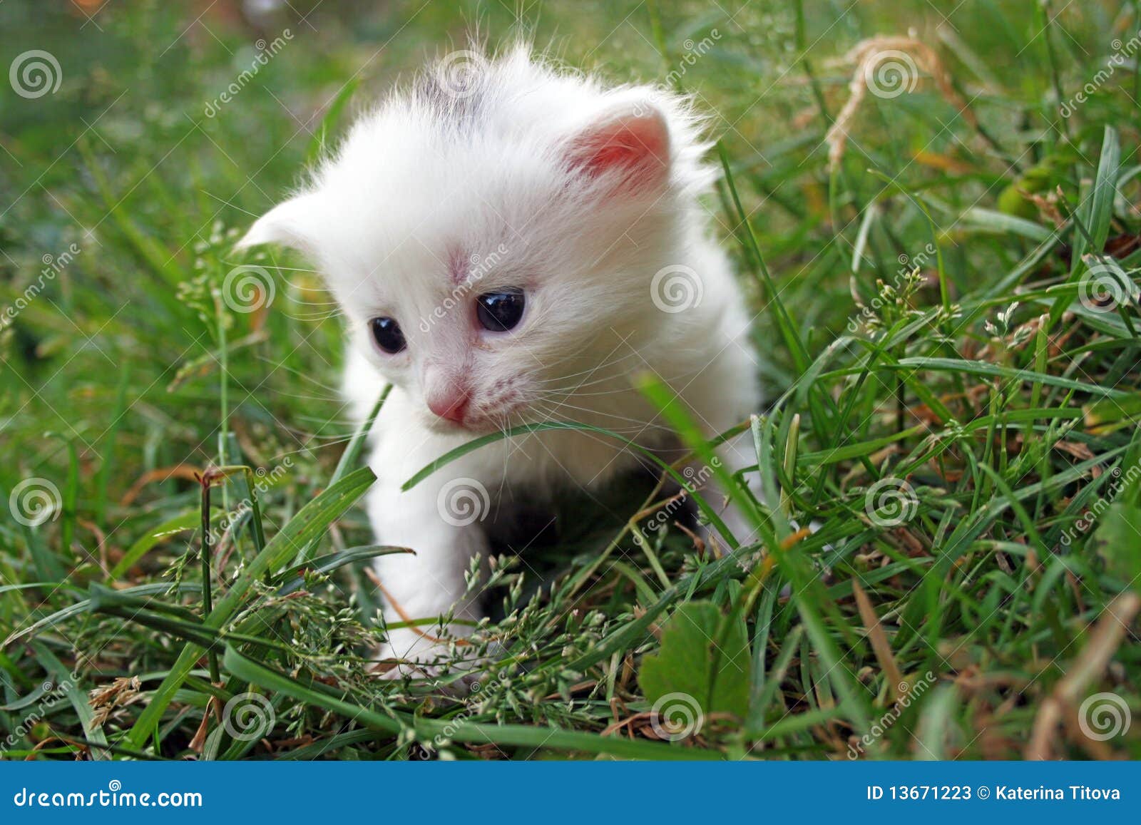 Little kitten in a grass stock image. Image of domestic - 13671223