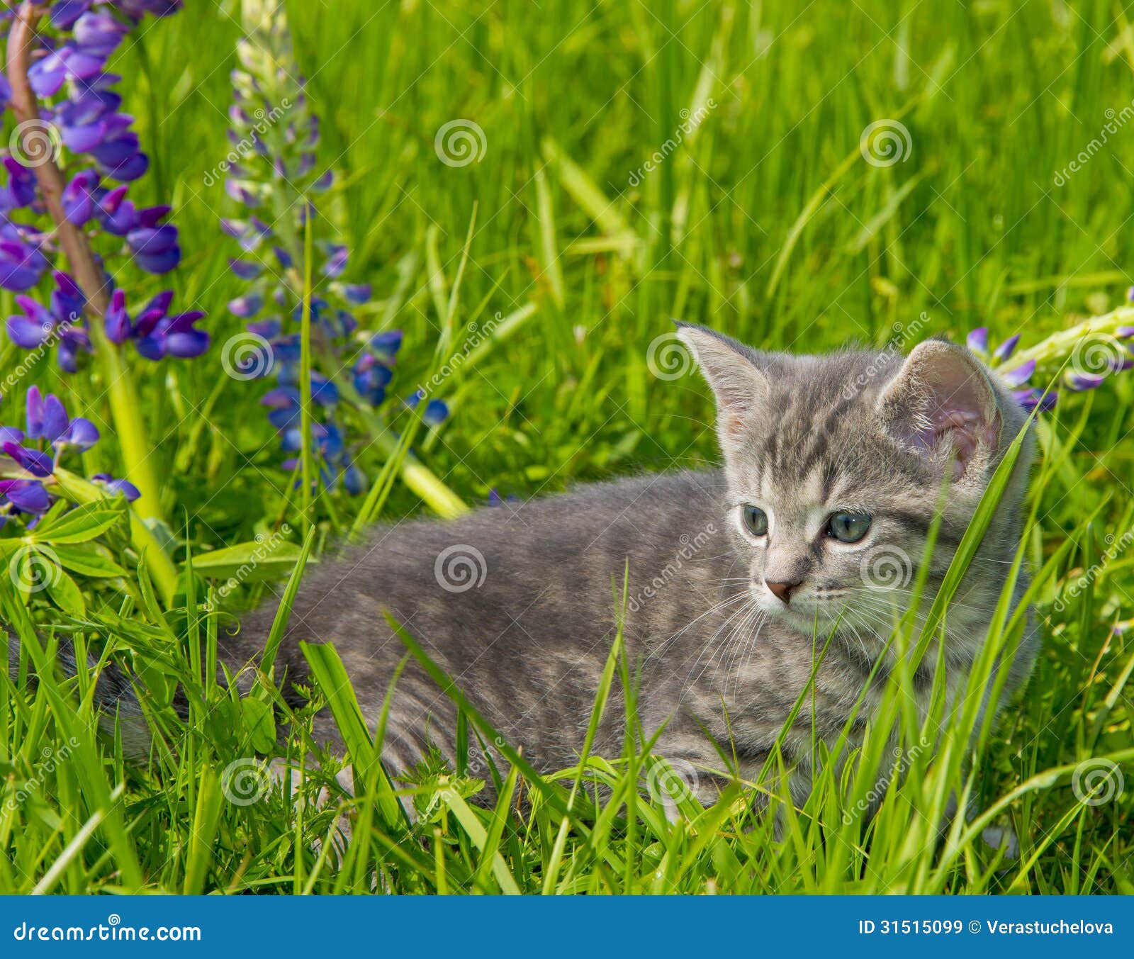 Little kitten in grass stock image. Image of sweet, little - 31515099