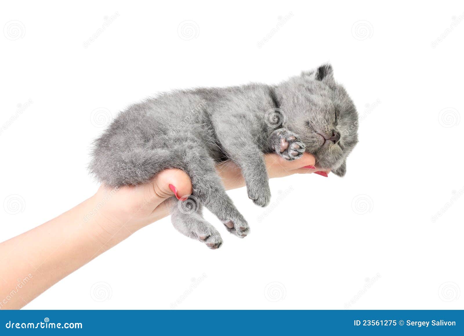 Little kitten in the hand stock image. Image of sleep - 23561275
