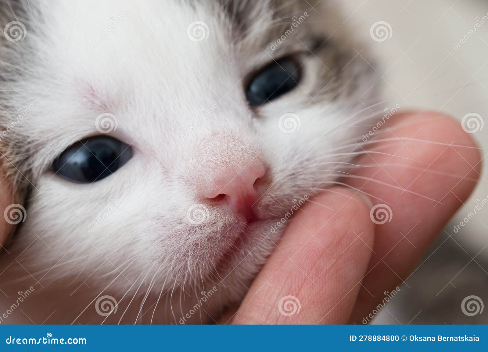 Little kitten in the hand stock photo. Image of nose - 278884800