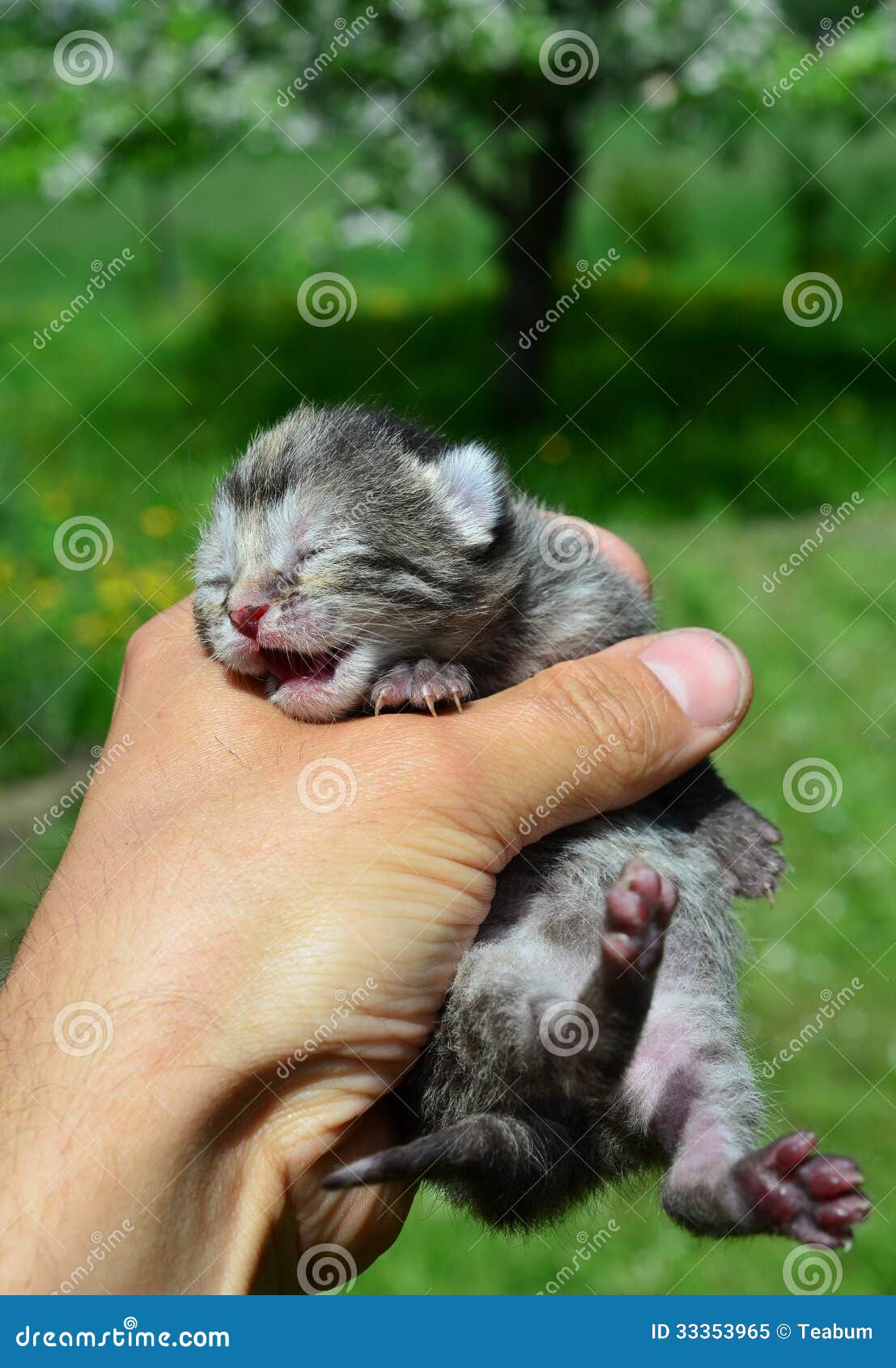 Little kitten in hand stock image. Image of baby, born - 33353965
