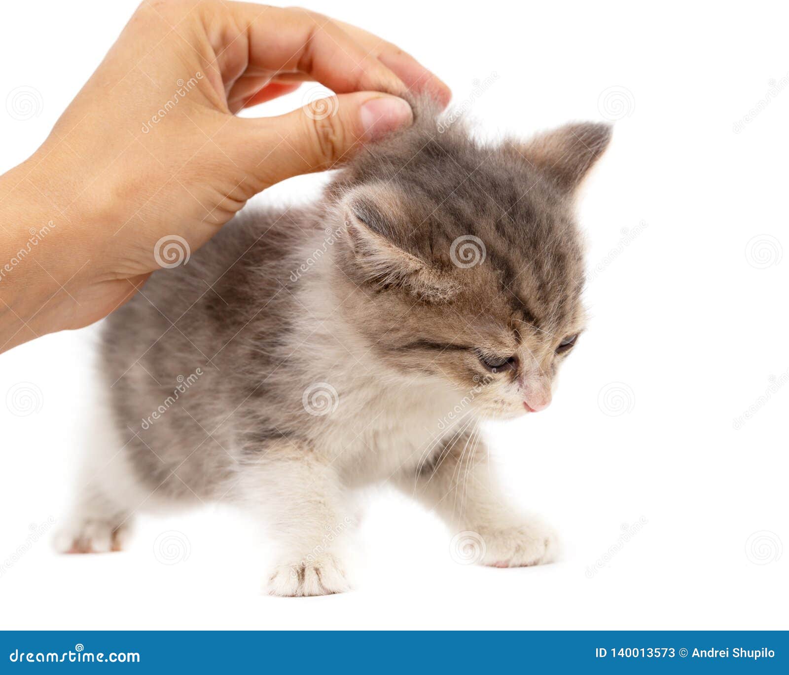 Little Kitten in Hand on White Background Stock Image - Image of hand ...