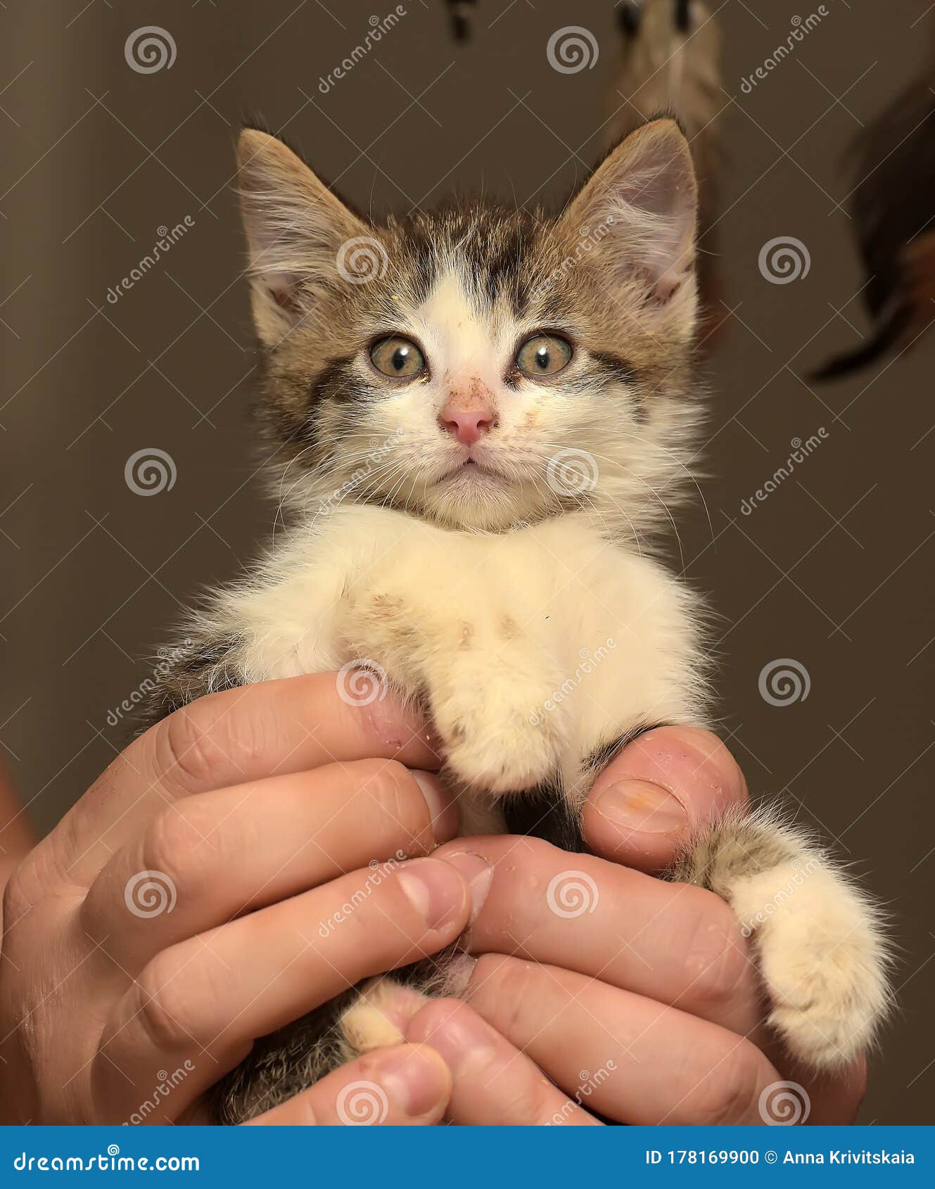 Little kitten in hands stock photo. Image of pedigree - 178169900