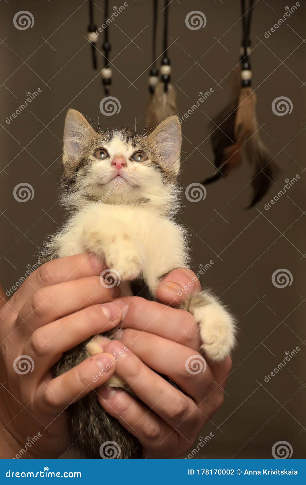 Little kitten in hands stock photo. Image of funny, adorable - 178170002