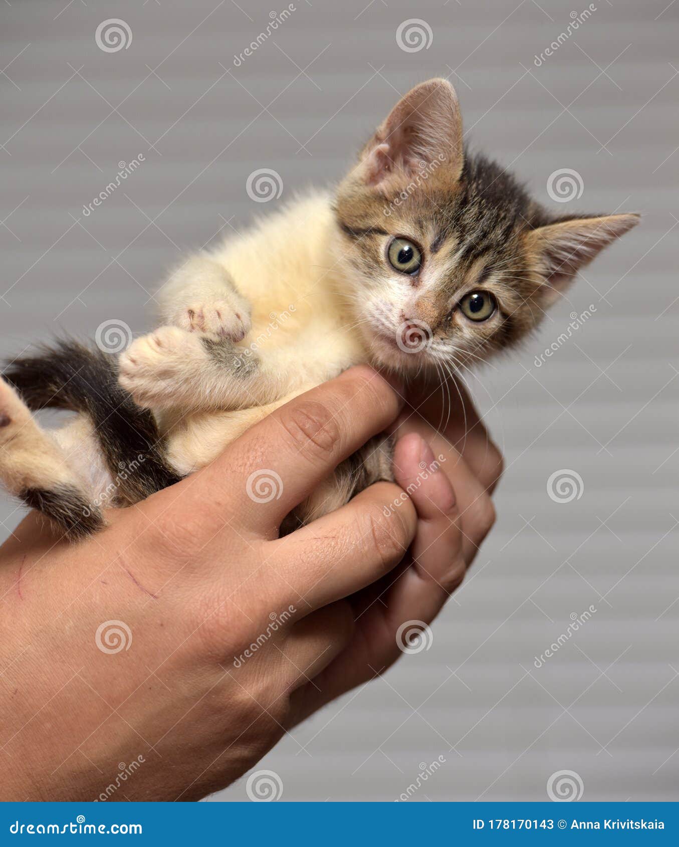 Little kitten in hands stock image. Image of kitty, adroitness - 178170143
