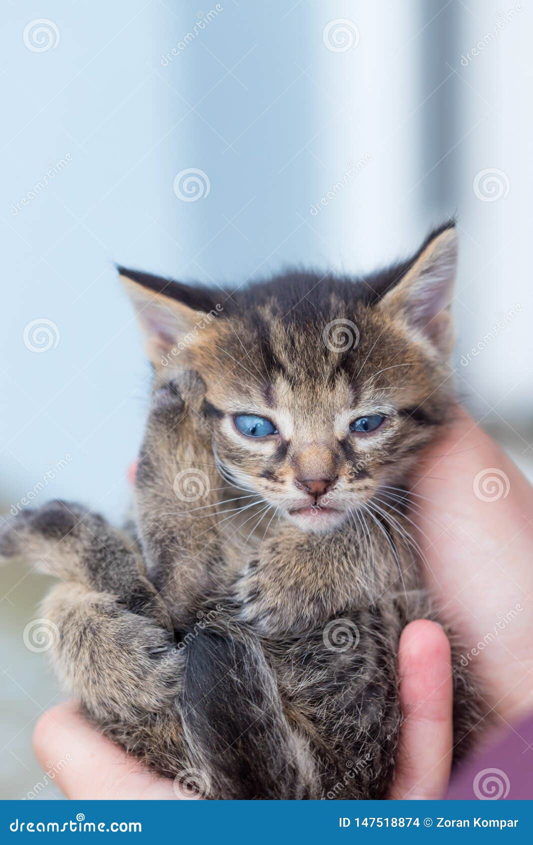 Little Kitten in the Hands of a Young Woman Stock Photo - Image of hand ...