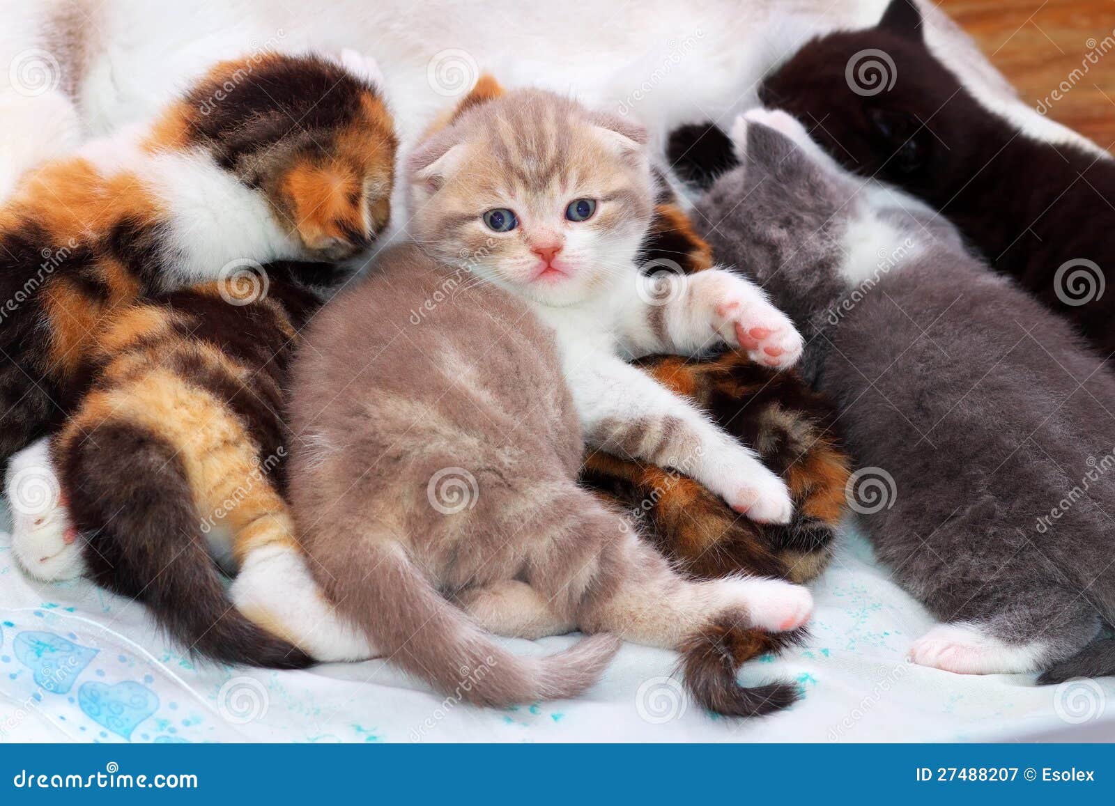 Little Kitten and His Brothers and Sisters Stock Image - Image of ...