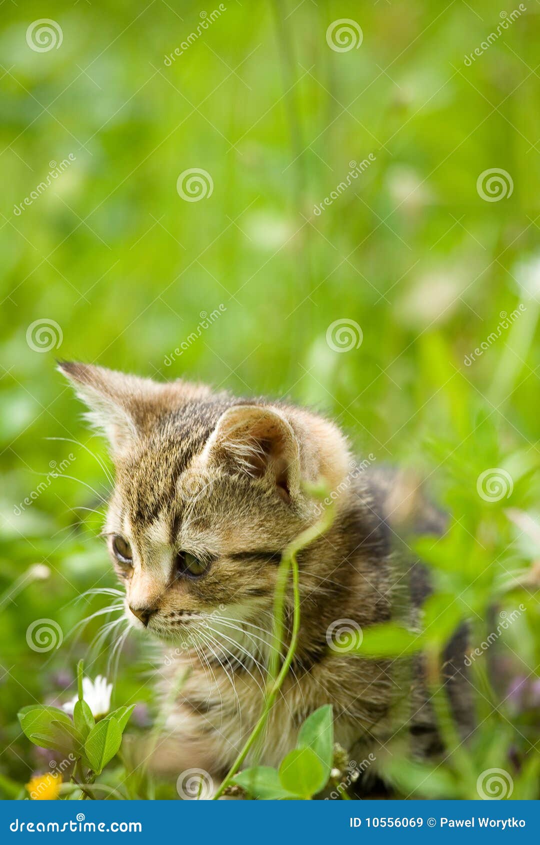 Little kitten on hunting stock image. Image of relax - 10556069
