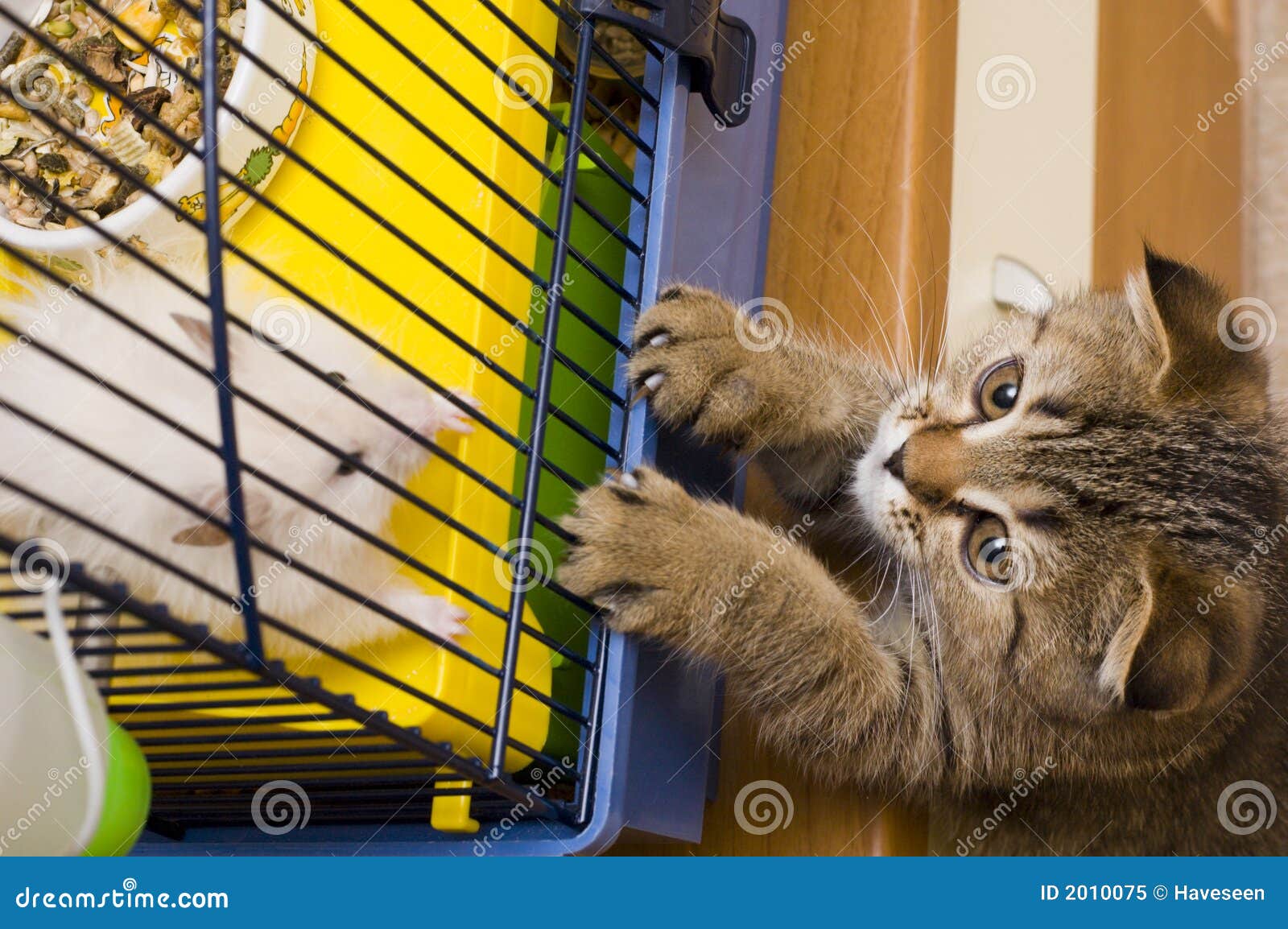 Little Kitten Hunting Hamster Stock Image - Image of claw, friendship ...