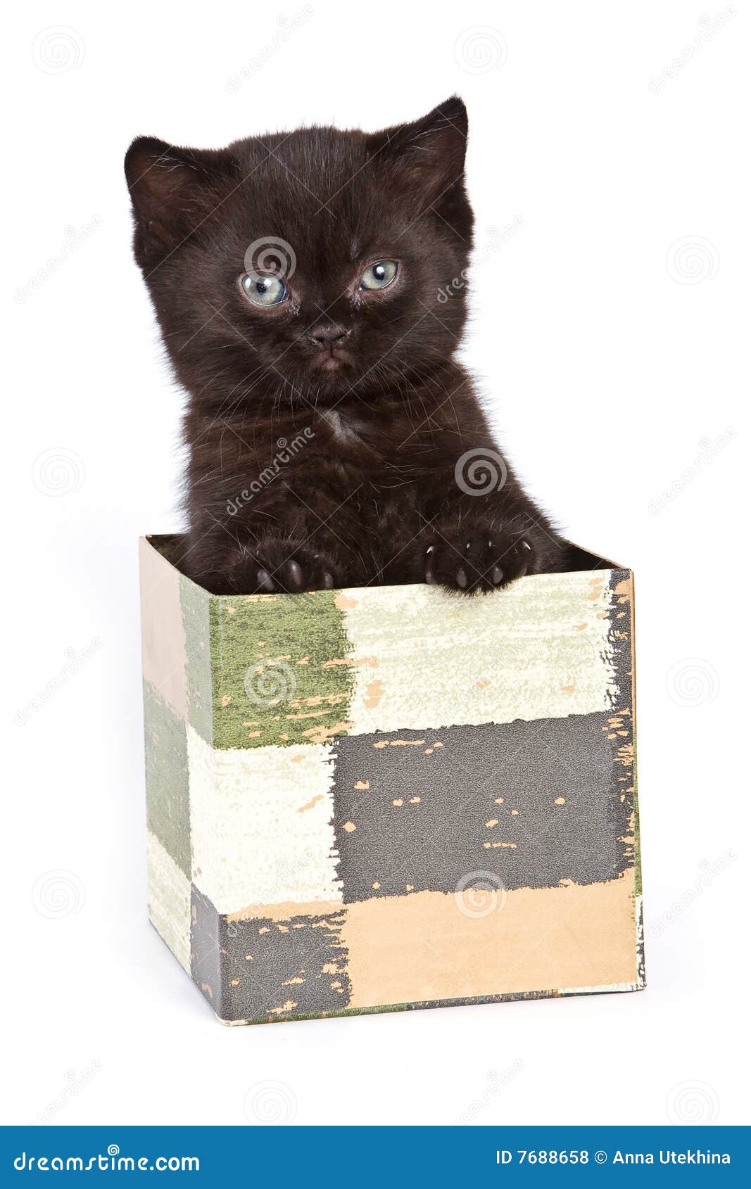 Kitten Inside Gift Box Stock Photography | CartoonDealer.com #43699712