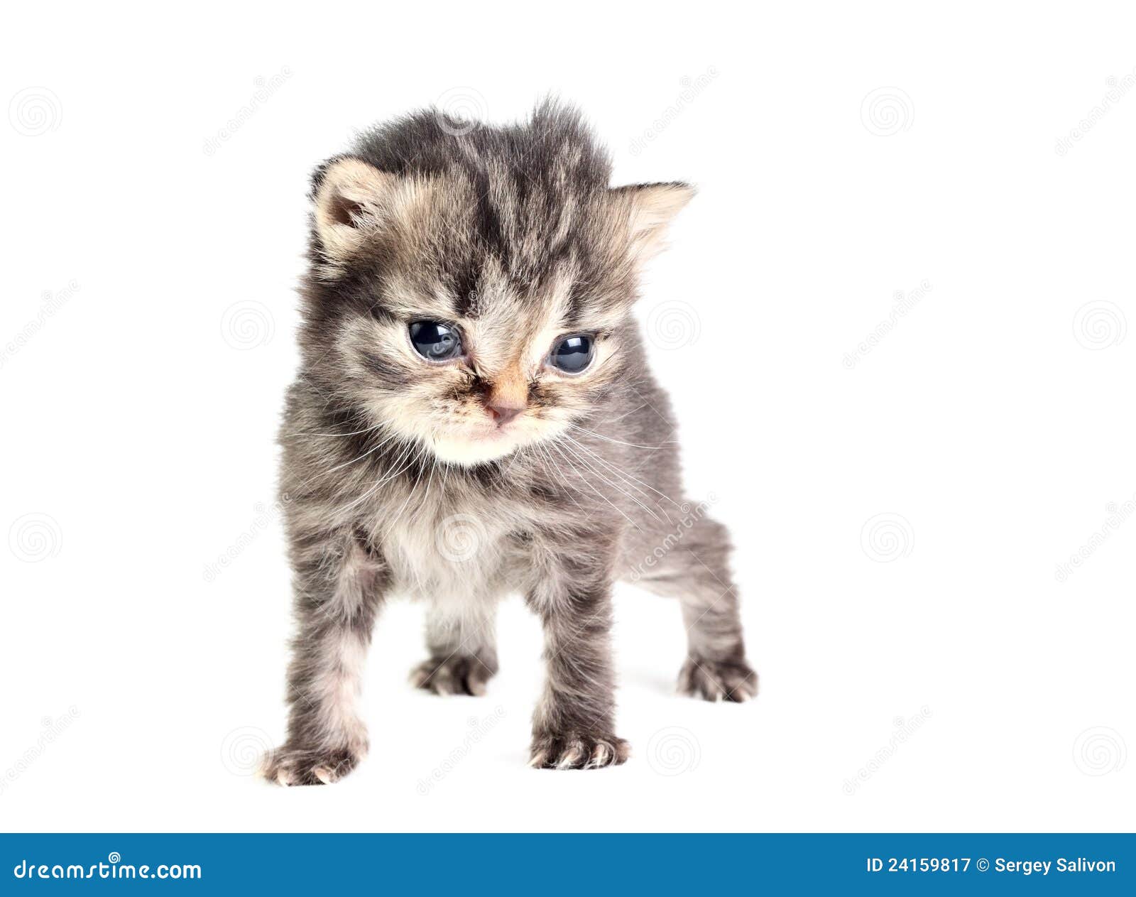 Little kitten isolated stock image. Image of puss, cute - 24159817