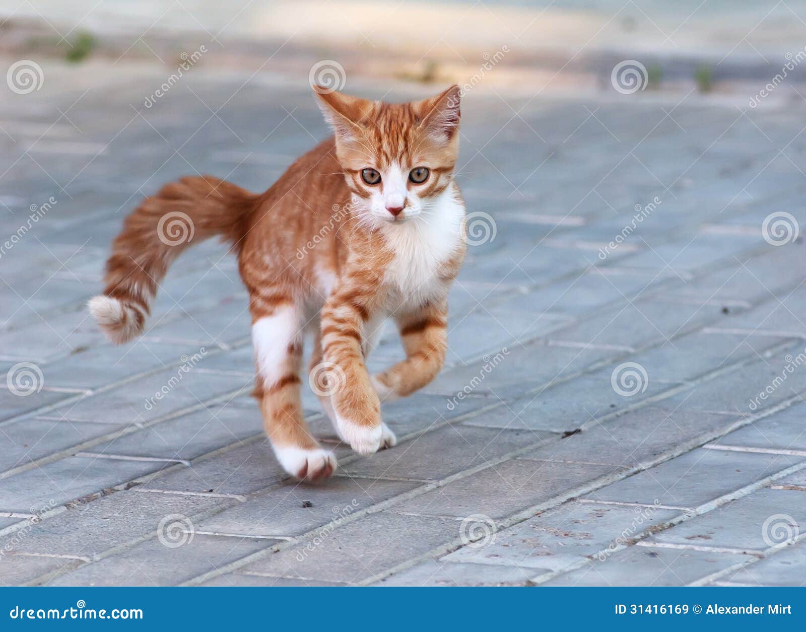 Little kitten jump stock image. Image of jump, funny - 31416169