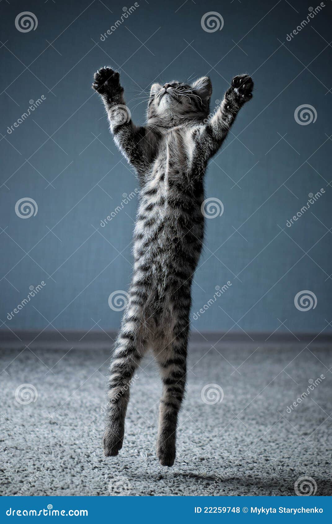 Little kitten jumping stock photo. Image of gray, breed - 22259748