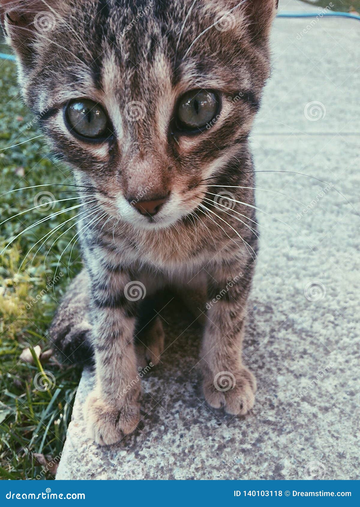 Little kitten stock photo. Image of little, kitten, animal - 140103118