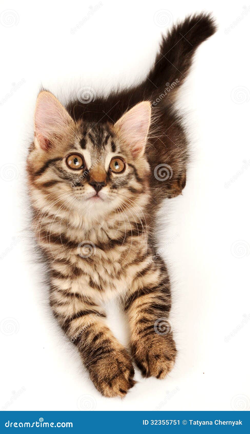 Little kitten looking up stock image. Image of cats, puss - 32355751