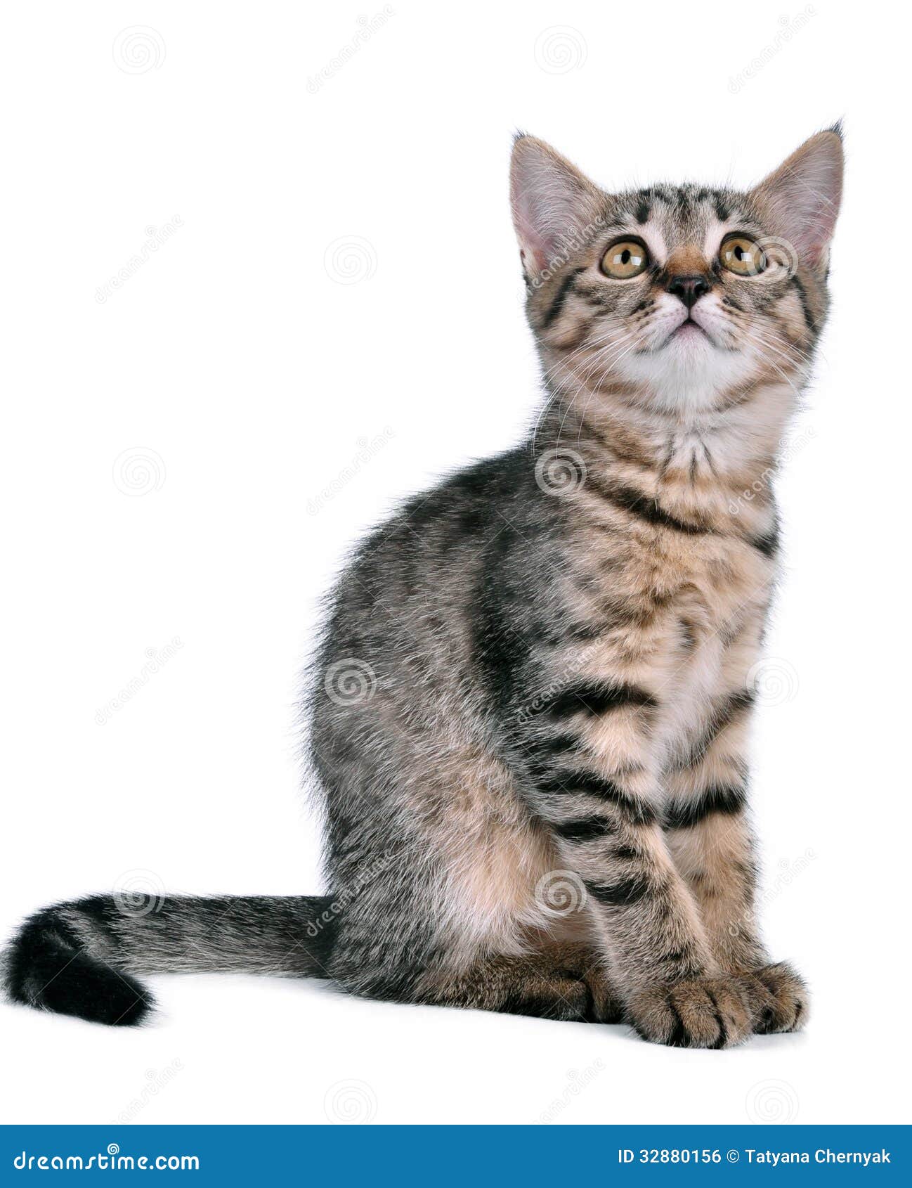 Little kitten looking up stock photo. Image of feline - 32880156