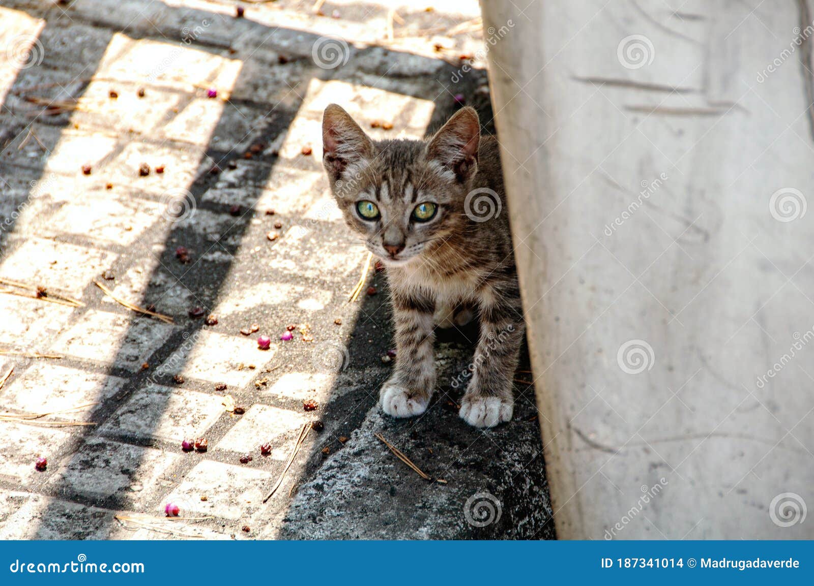 Little Kitten Lost at the Streets, Looking Scared Stock Photo - Image ...