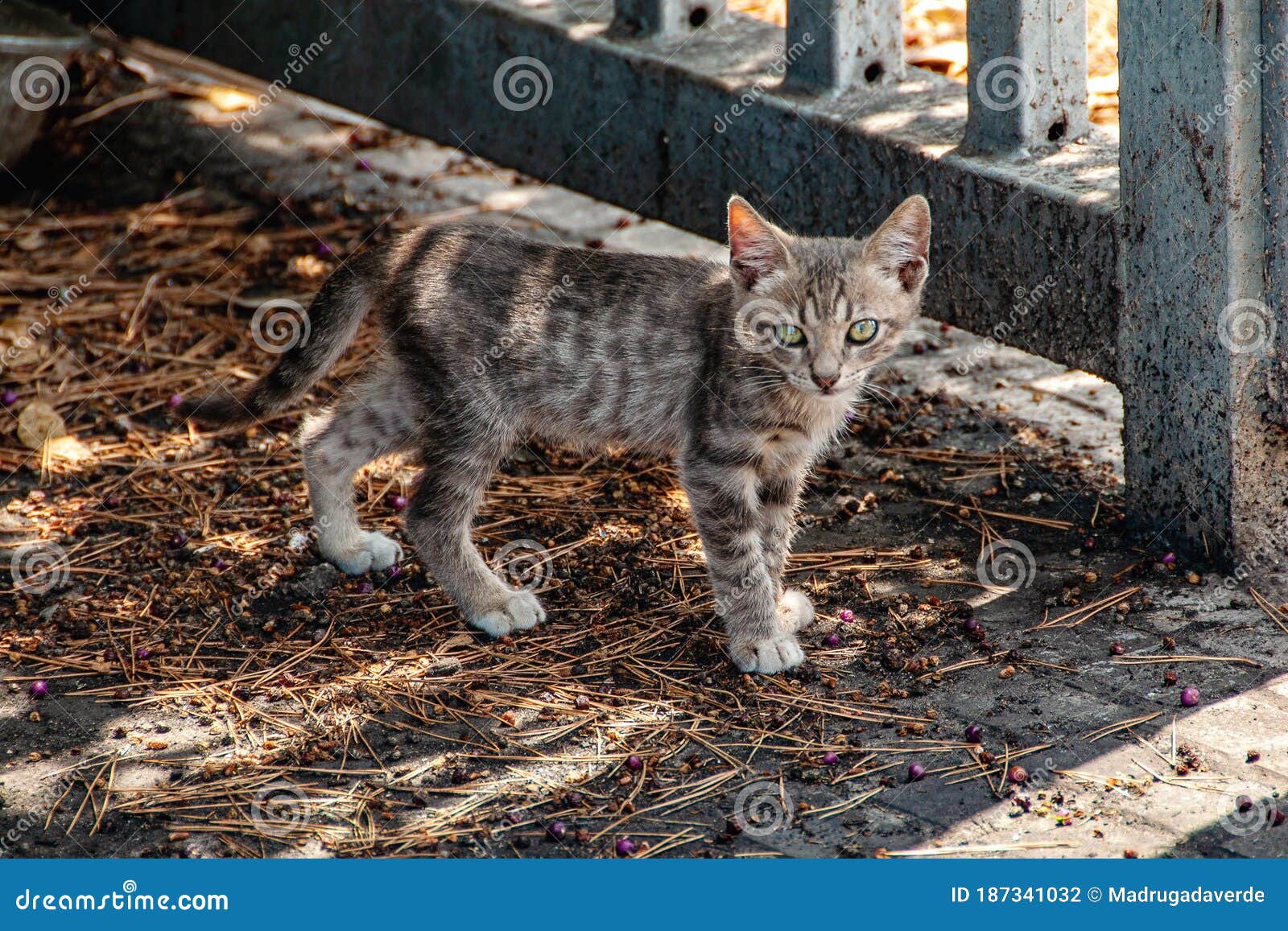 Little Kitten Lost at the Streets, Looking Scared Stock Photo - Image ...