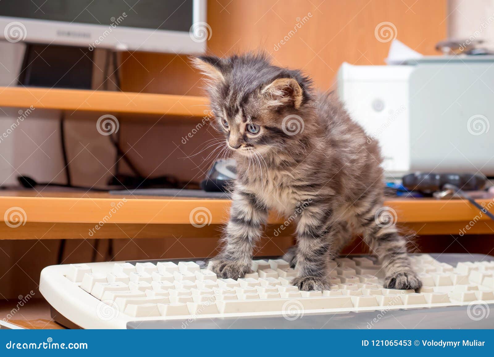 A Little Kitten Near the Computer on the Keyboard. Work in the O Stock ...