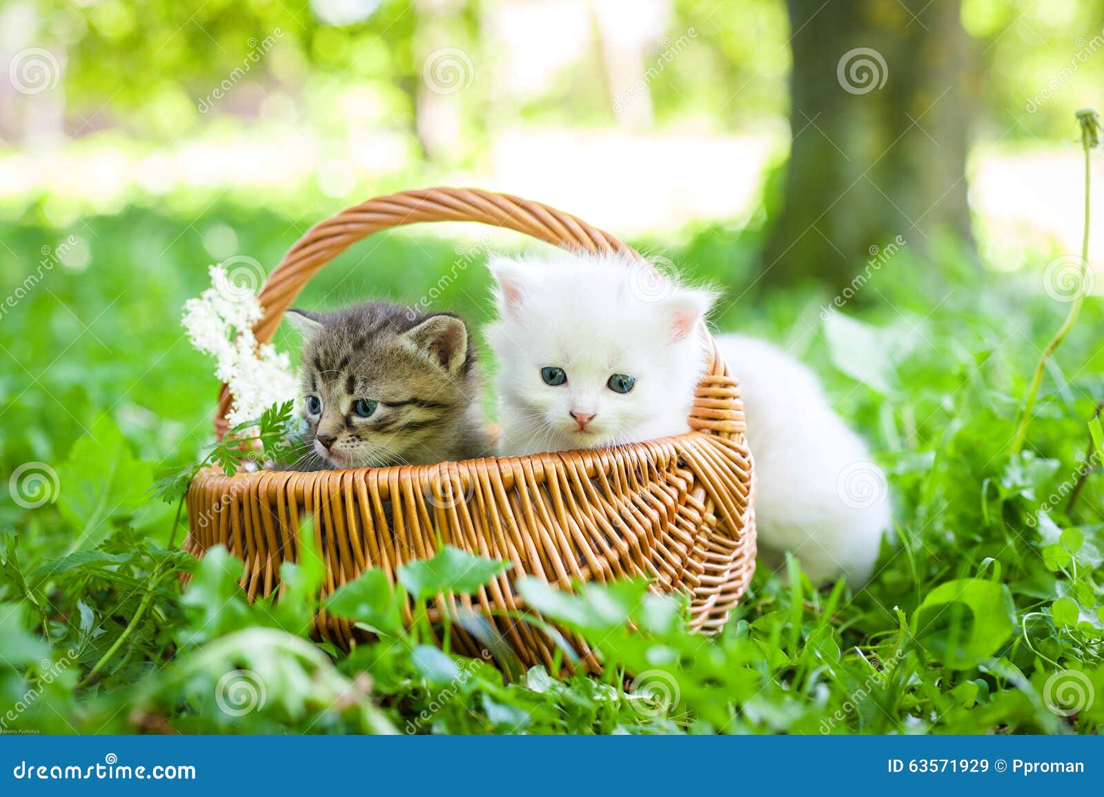 Little kitten, outdoor stock image. Image of gray, hunt - 63571929