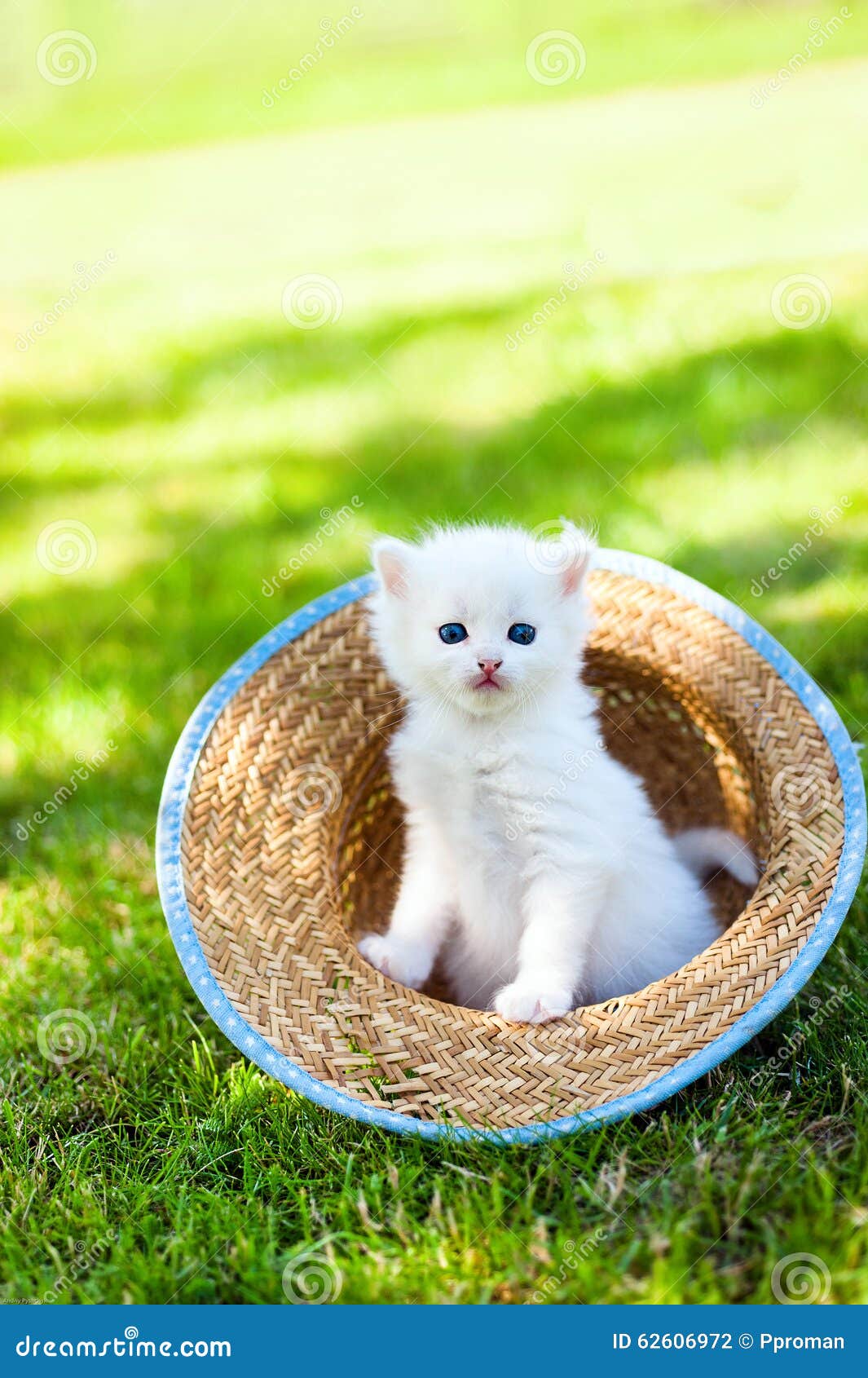 Little kitten, outdoor stock photo. Image of hunt, grass - 62606972