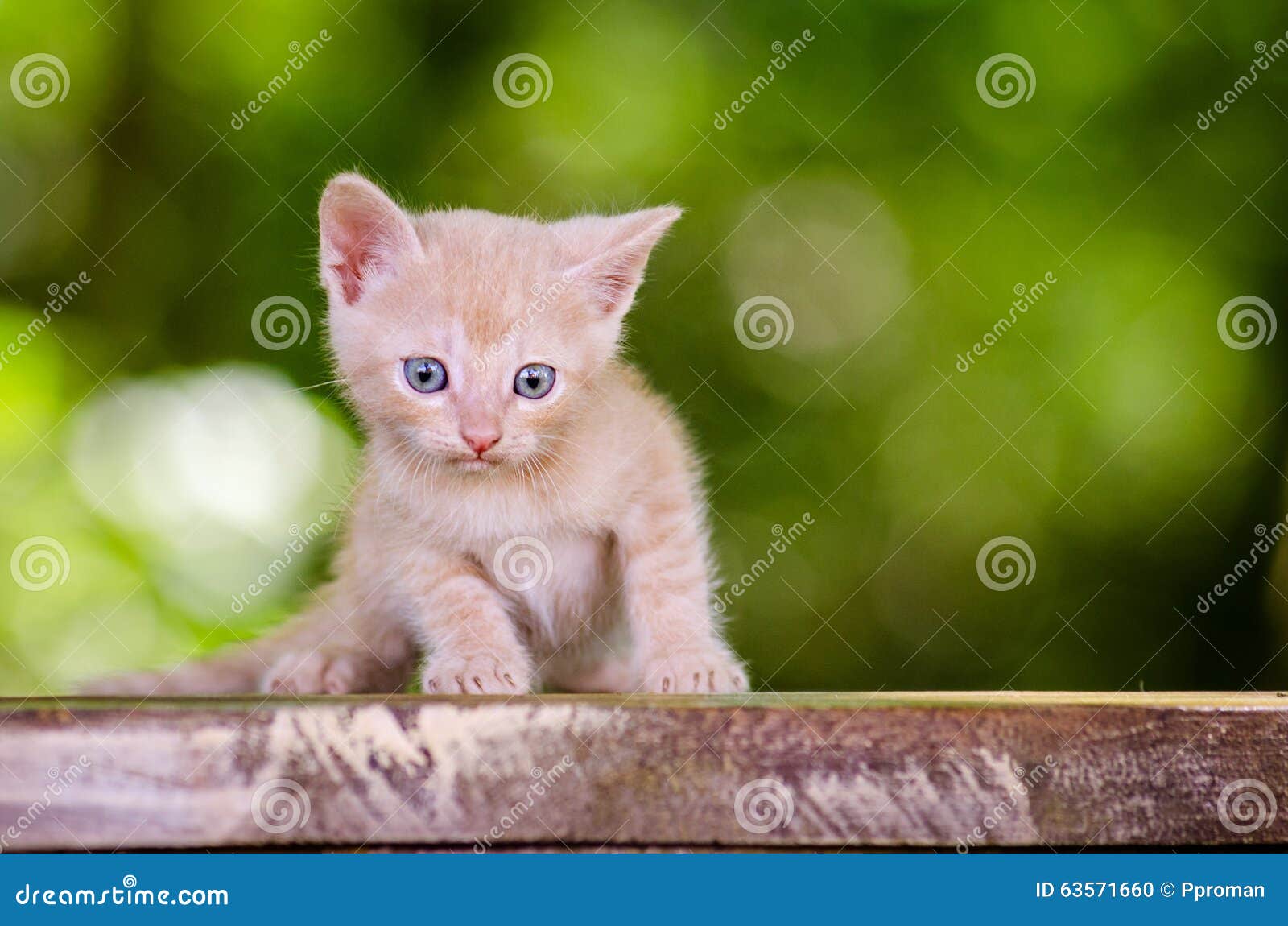Little kitten, outdoor stock photo. Image of relax, color - 63571660