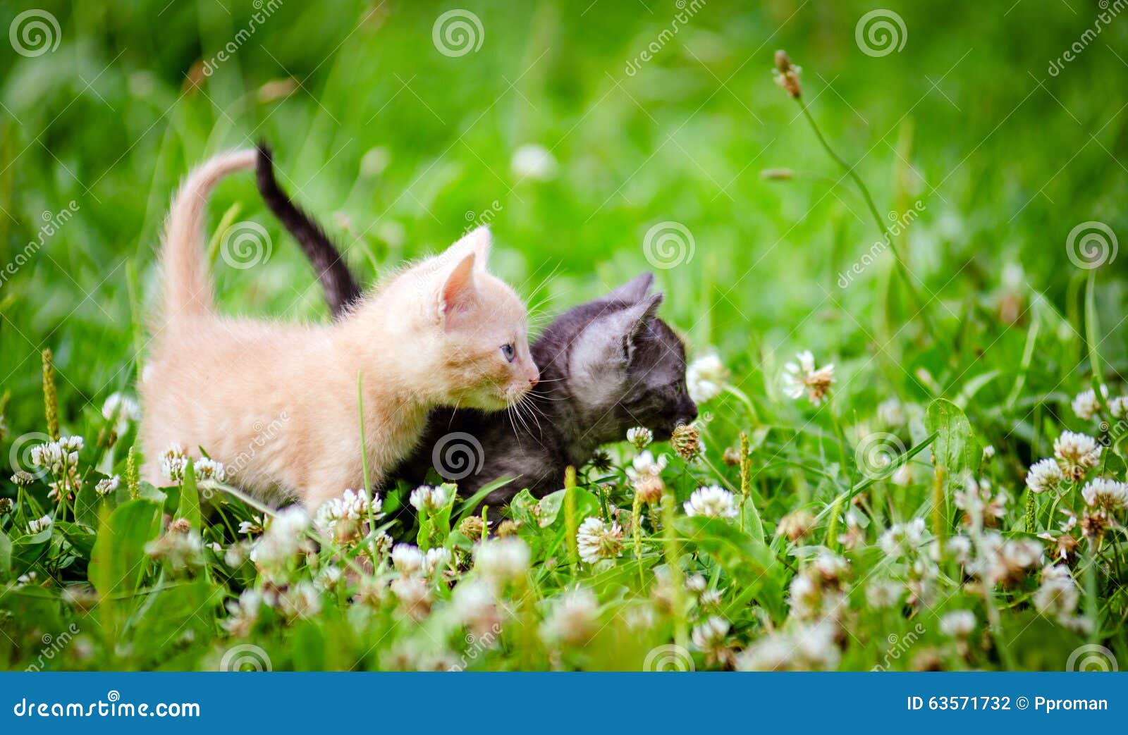 Little kitten, outdoor stock photo. Image of plant, adorable - 63571732
