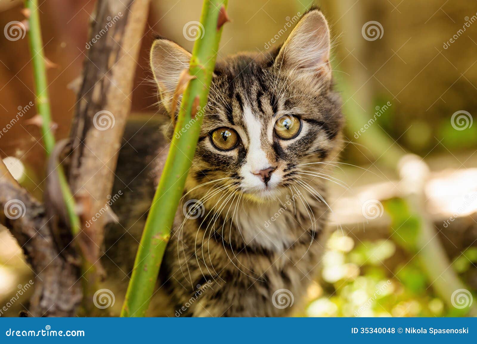 Little kitten outdoors stock photo. Image of portrait - 35340048