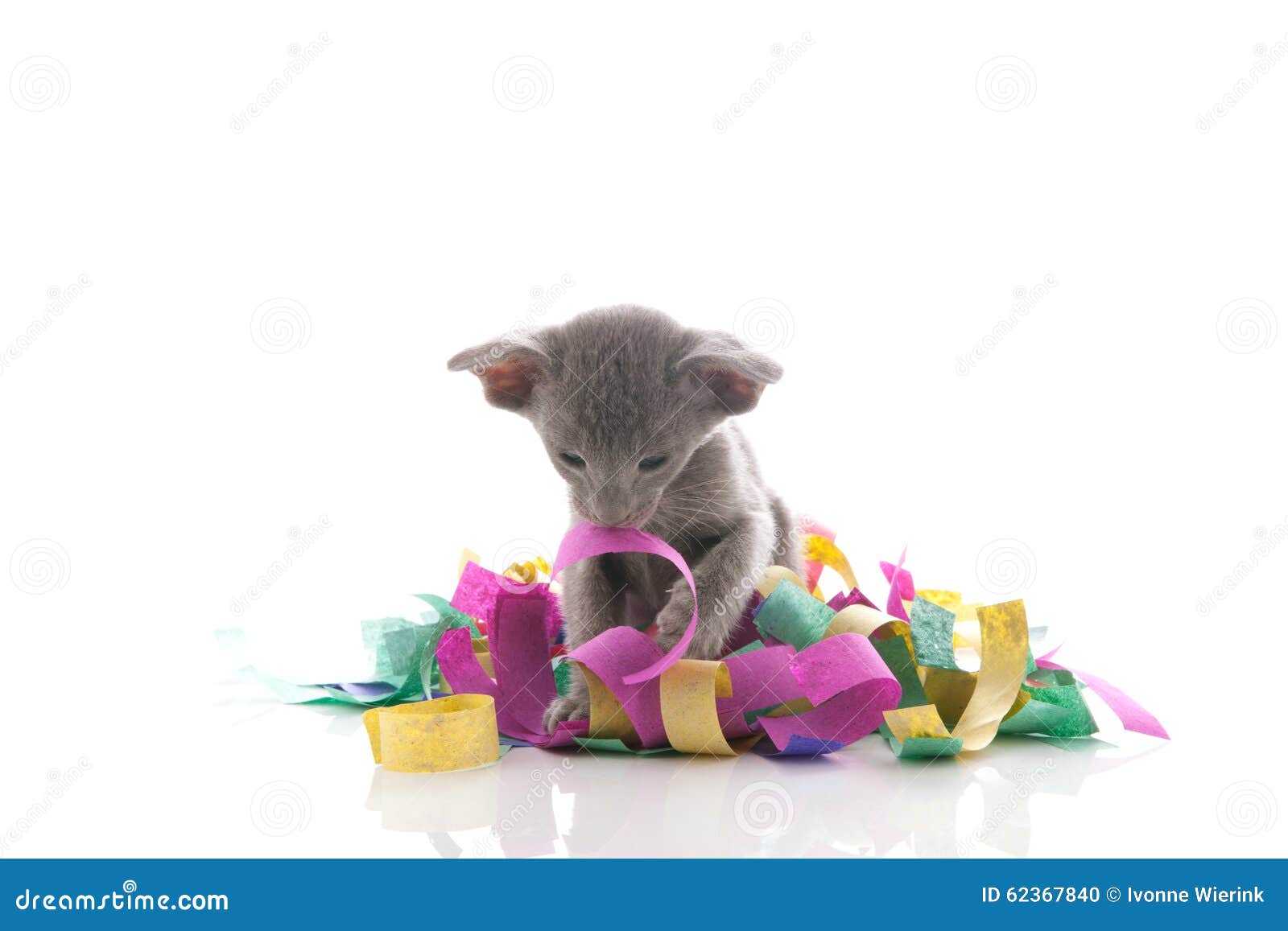 Little Kitten Playing with Confetti Stock Photo - Image of funny, pink ...