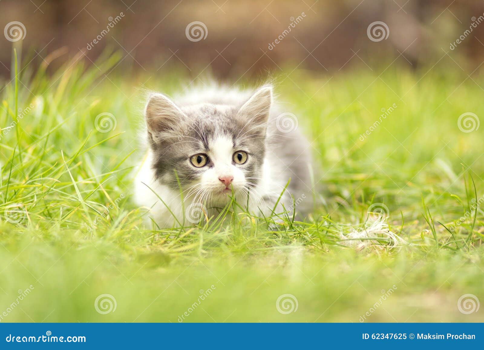 Little Kitten Playing in the Grass Stock Image - Image of color, autumn ...