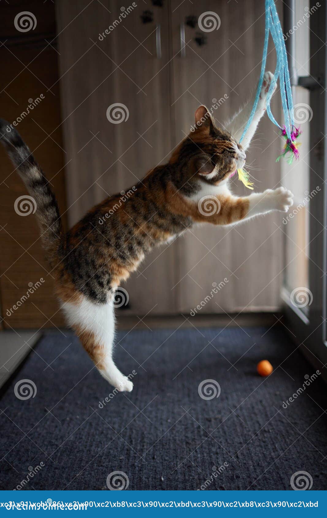 Little Kitten Playing with a Toy on a Rope. Stock Image - Image of hand ...