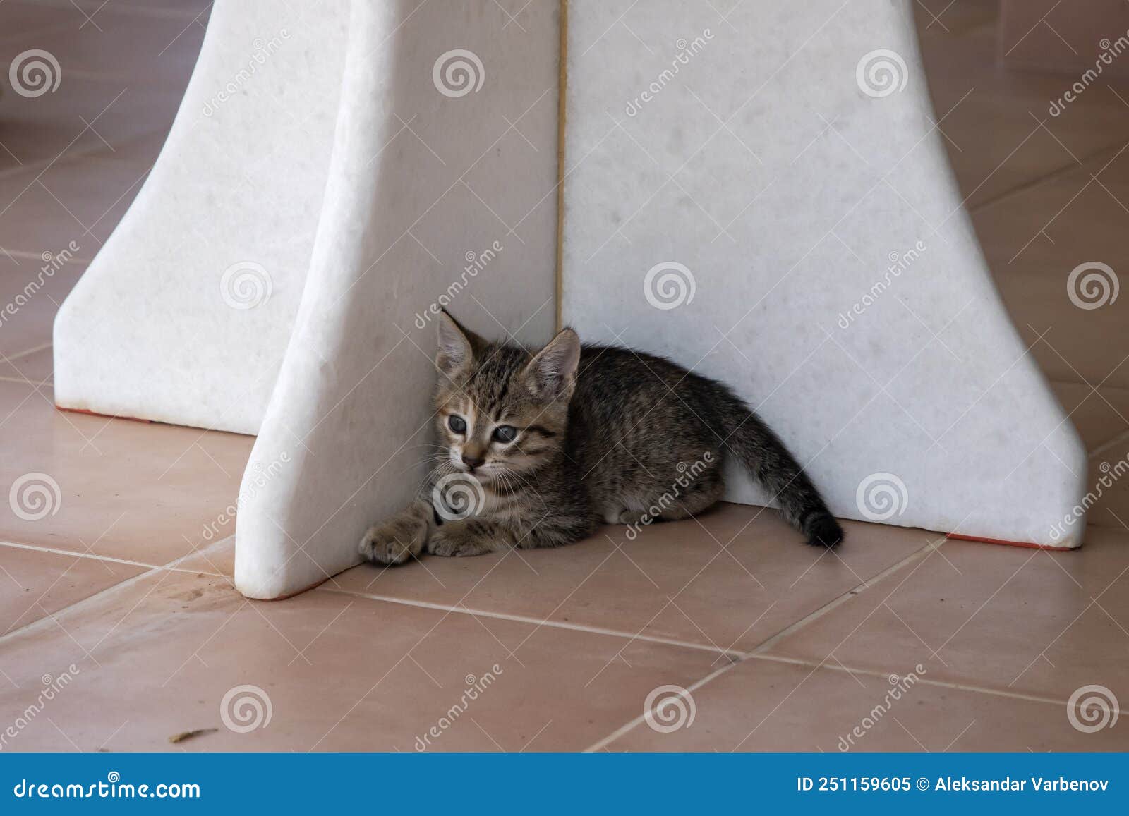 Little Kitten Under the Table Stock Image - Image of mammal, playing ...