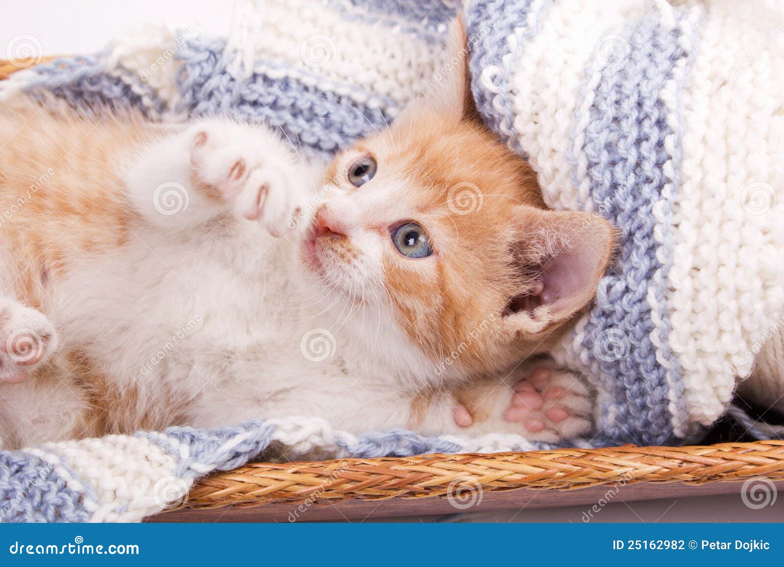Little Kitten Playing in Wool Stock Photo - Image of wool, group: 25162982
