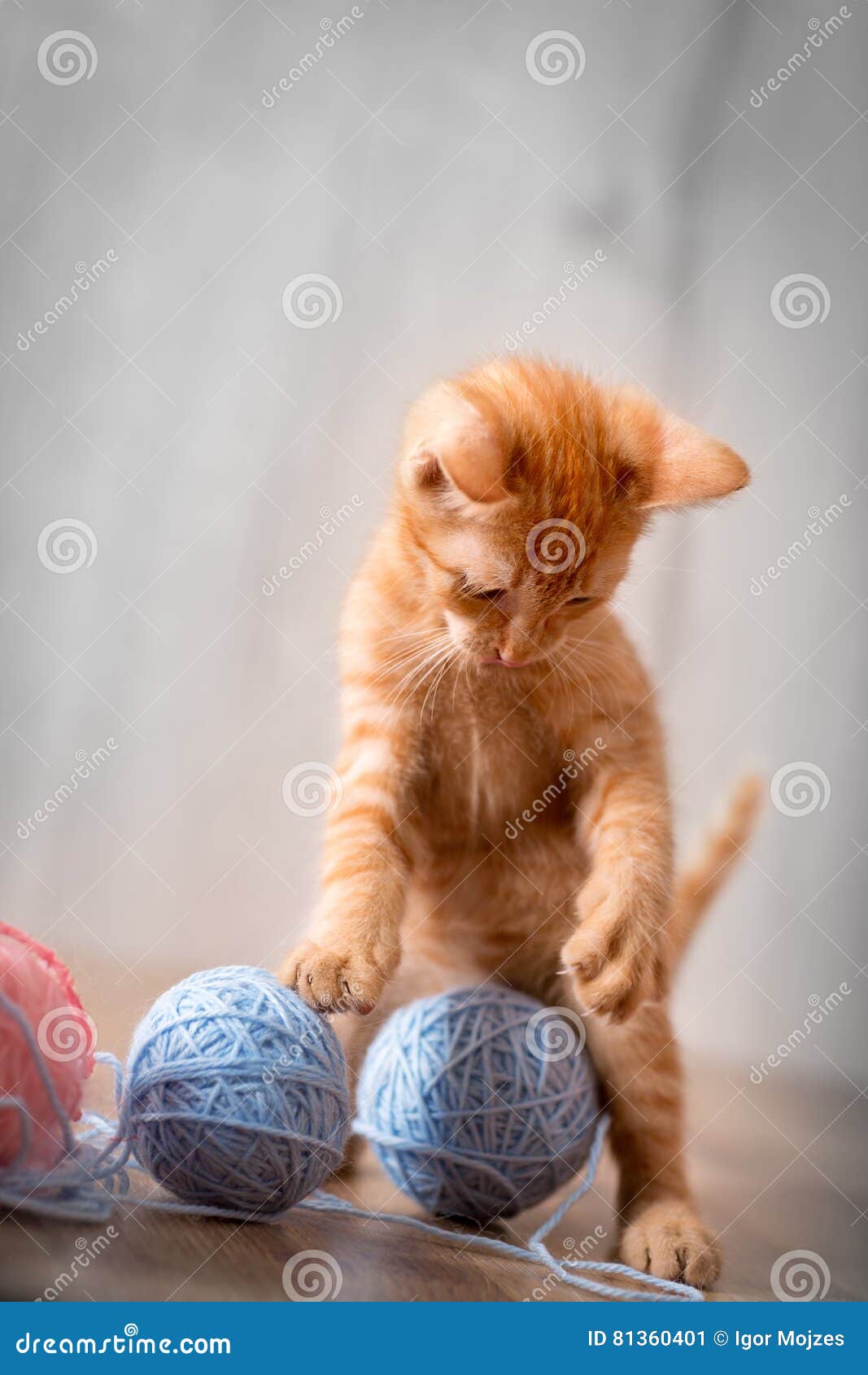Little Kitten Playing with Wool Toys Stock Image - Image of carpet ...