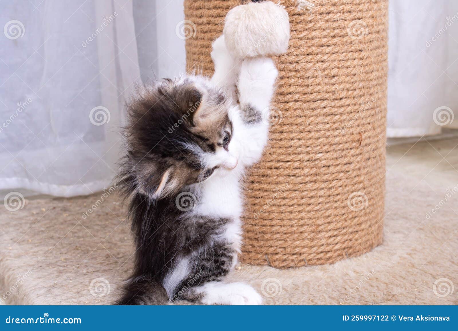 A Little Kitten Plays with a Scratching Post Stock Photo - Image of ...