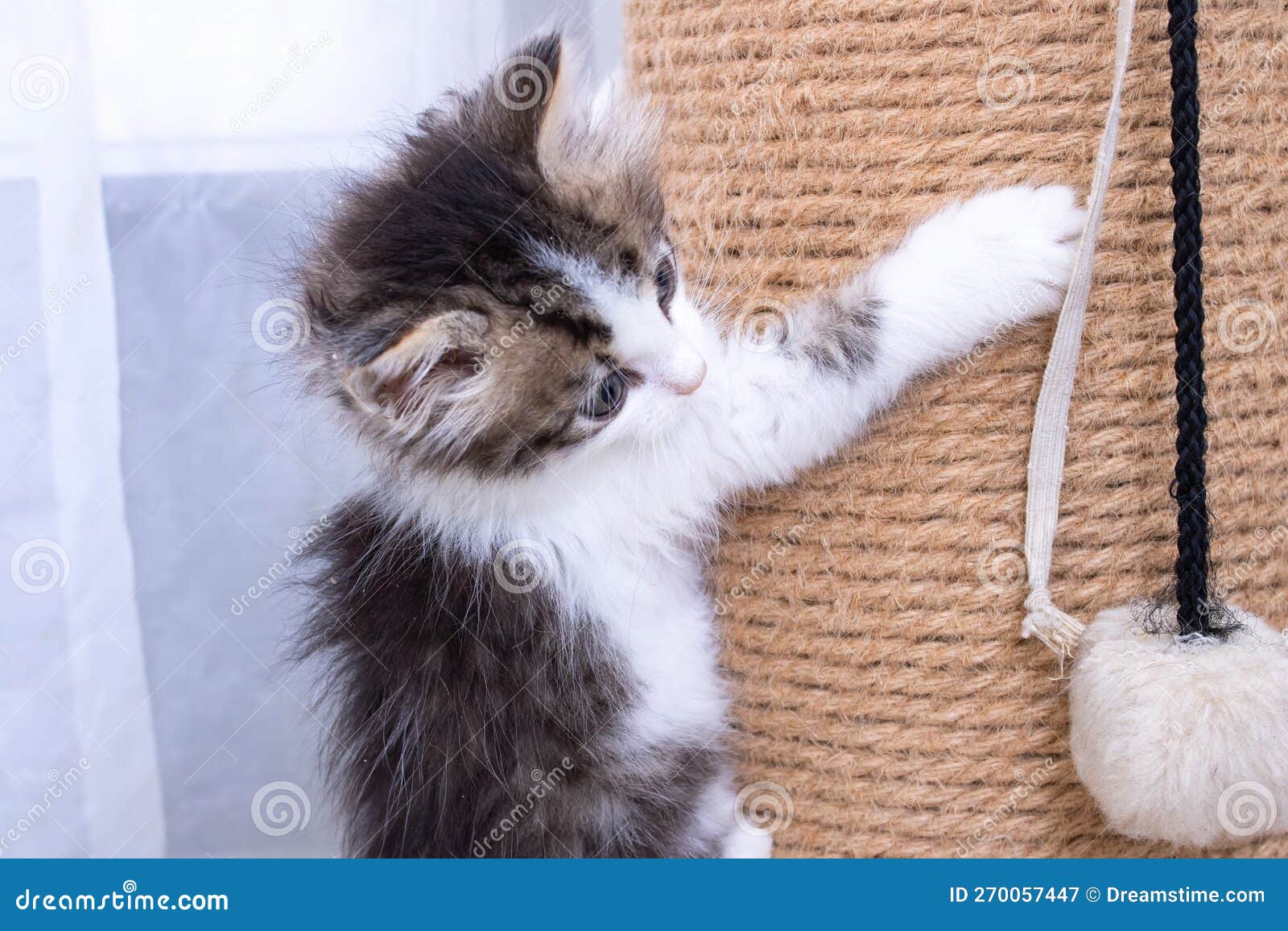 A Little Kitten Plays with a Scratching Post Stock Image - Image of ...