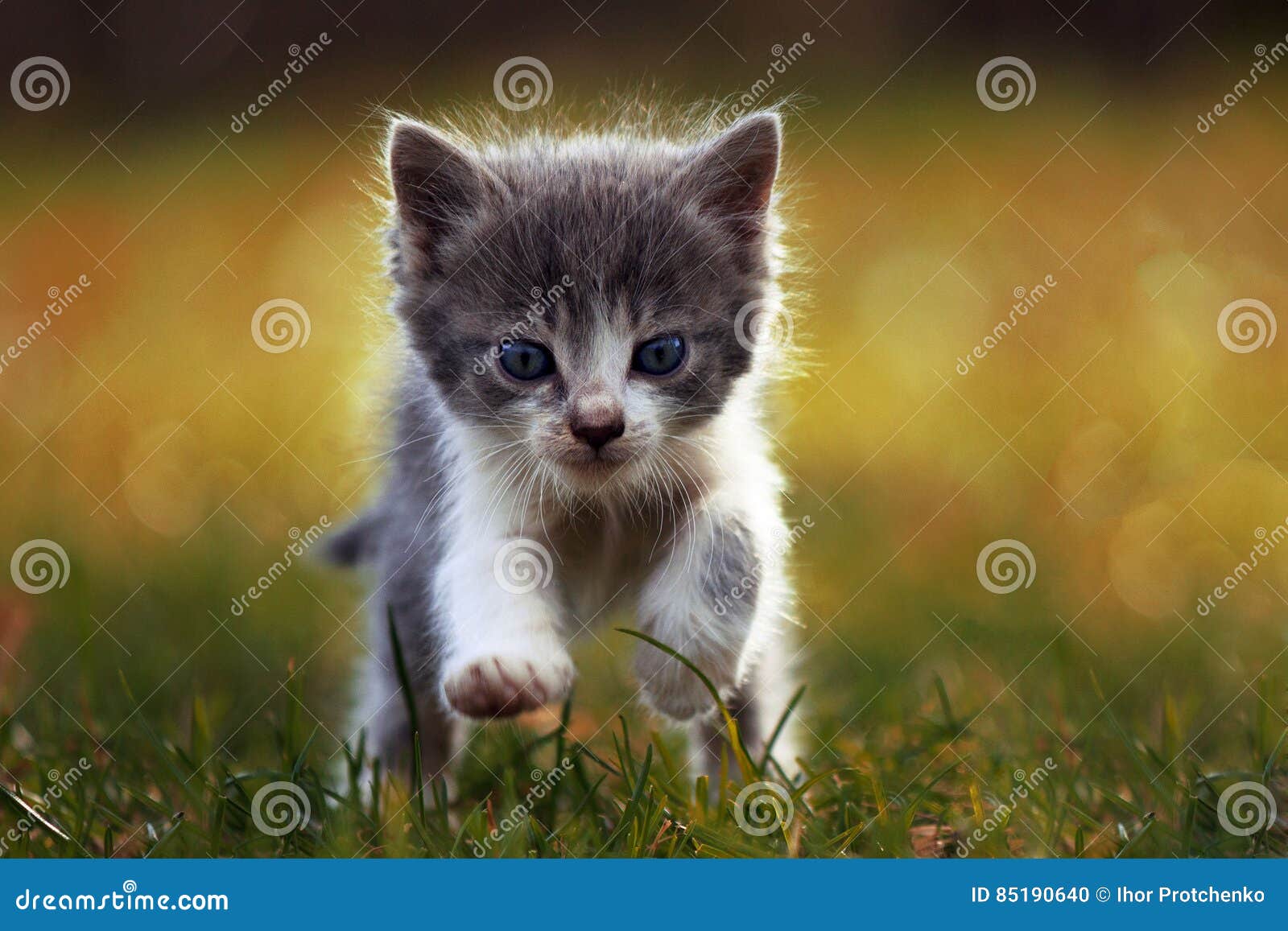 Little Kitten is Running on the Grass Stock Photo - Image of face ...