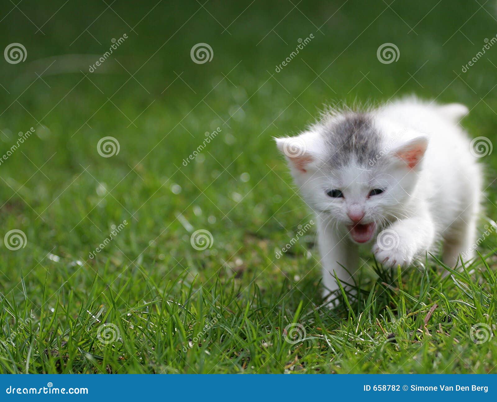Little Kitten Screaming for Attention Stock Photo - Image of small ...