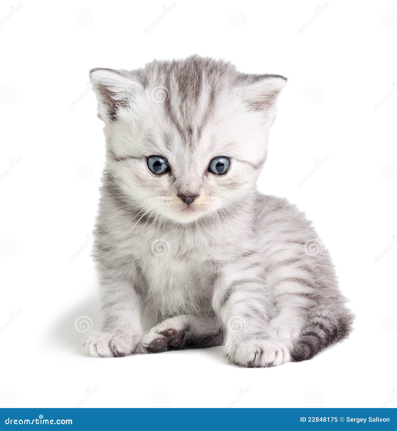 Little kitten sitting stock image. Image of feline, scottish - 22848175