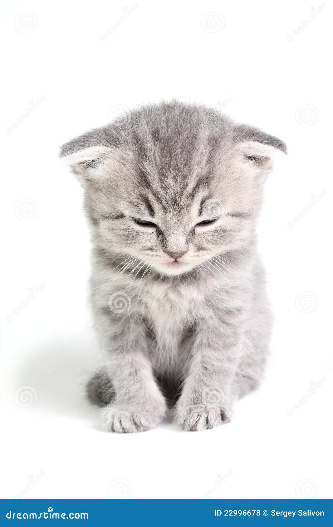Little kitten sitting stock photo. Image of sitting, young - 22996678