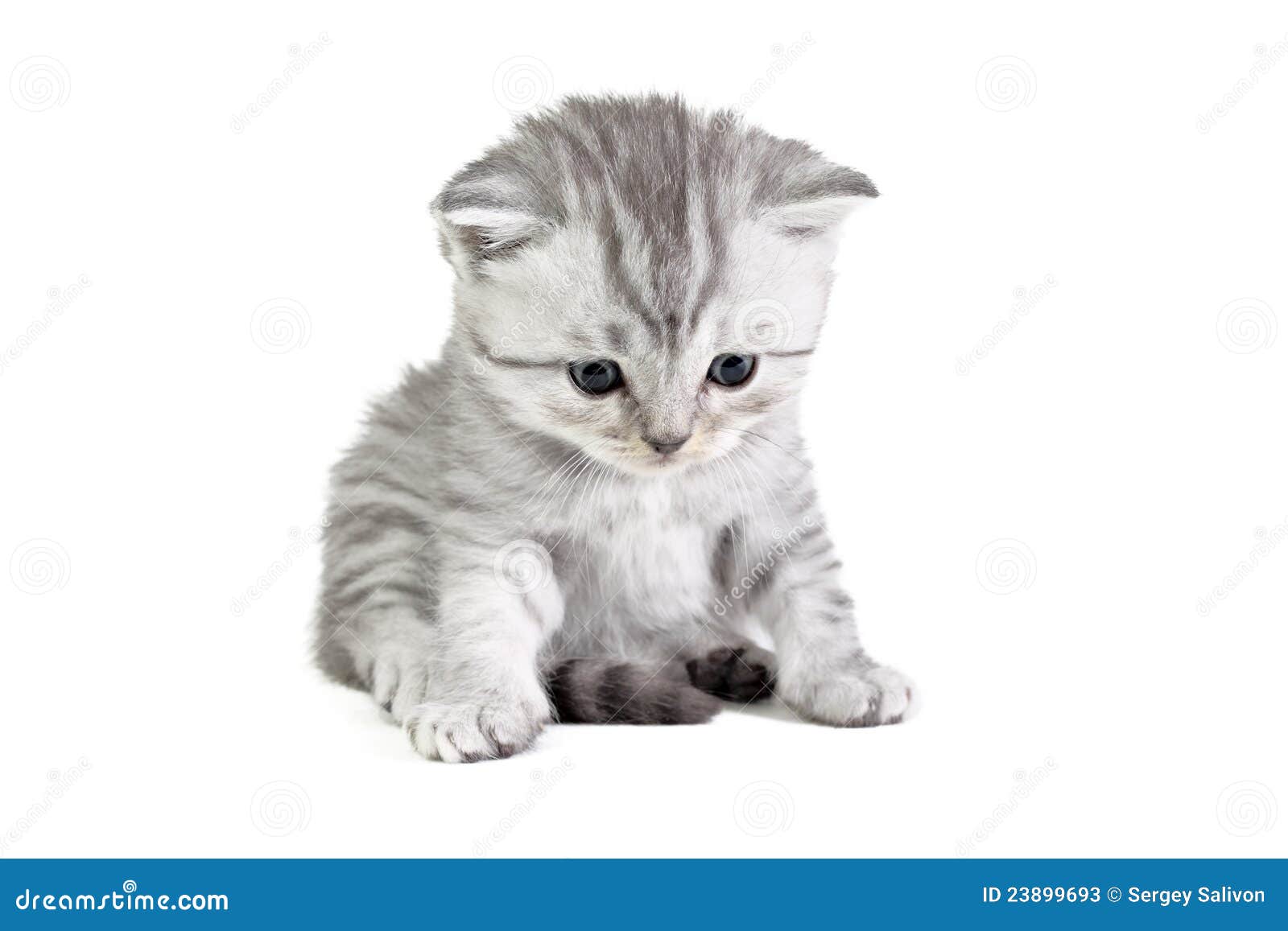 Little kitten sitting stock image. Image of pets, pedigreed - 23899693