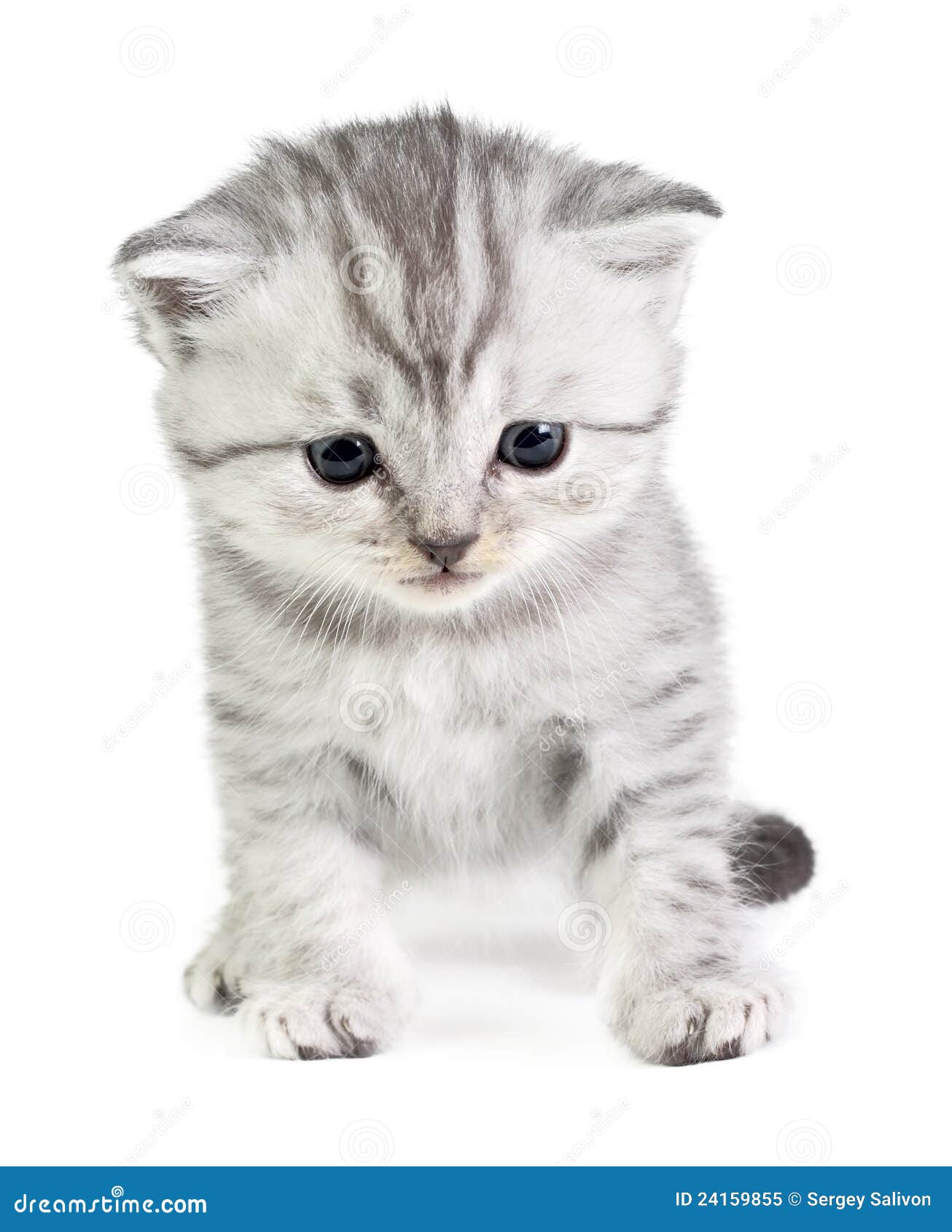 Little kitten sitting stock image. Image of lovable, light - 24159855