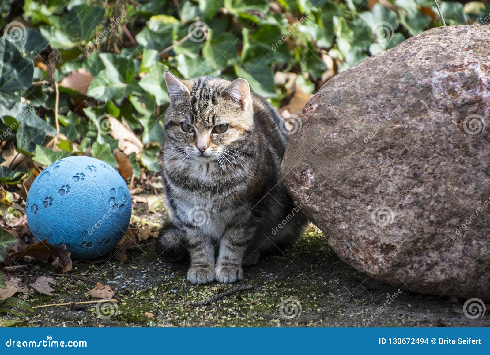Little Kitten Sitting Alone Outside Waiting for Her Mom Stock Photo ...